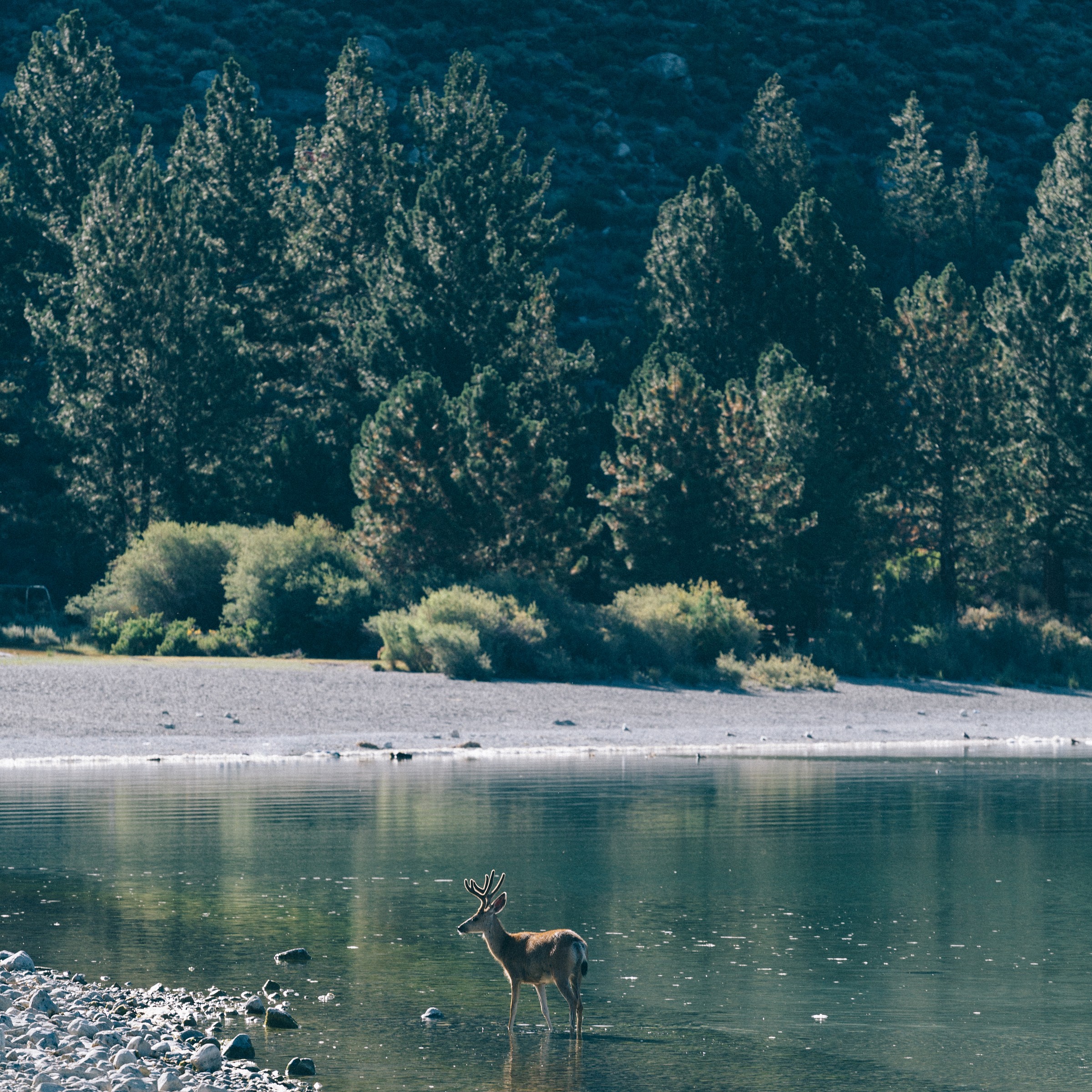 June Lake Swim Beach | Natural Atlas