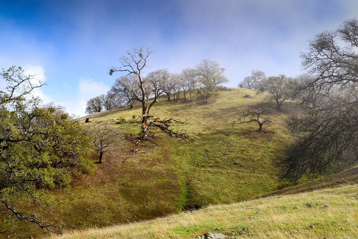 Ohlone Regional Wilderness Map, CA – Natural Atlas
