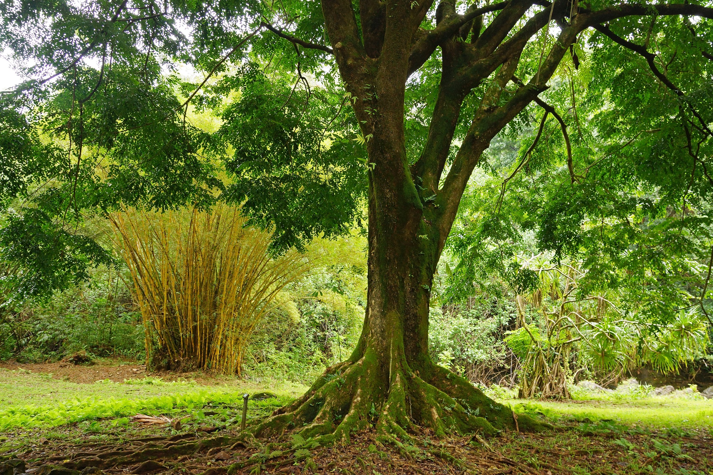 Ke‘anae Arboretum Trailhead | Natural Atlas