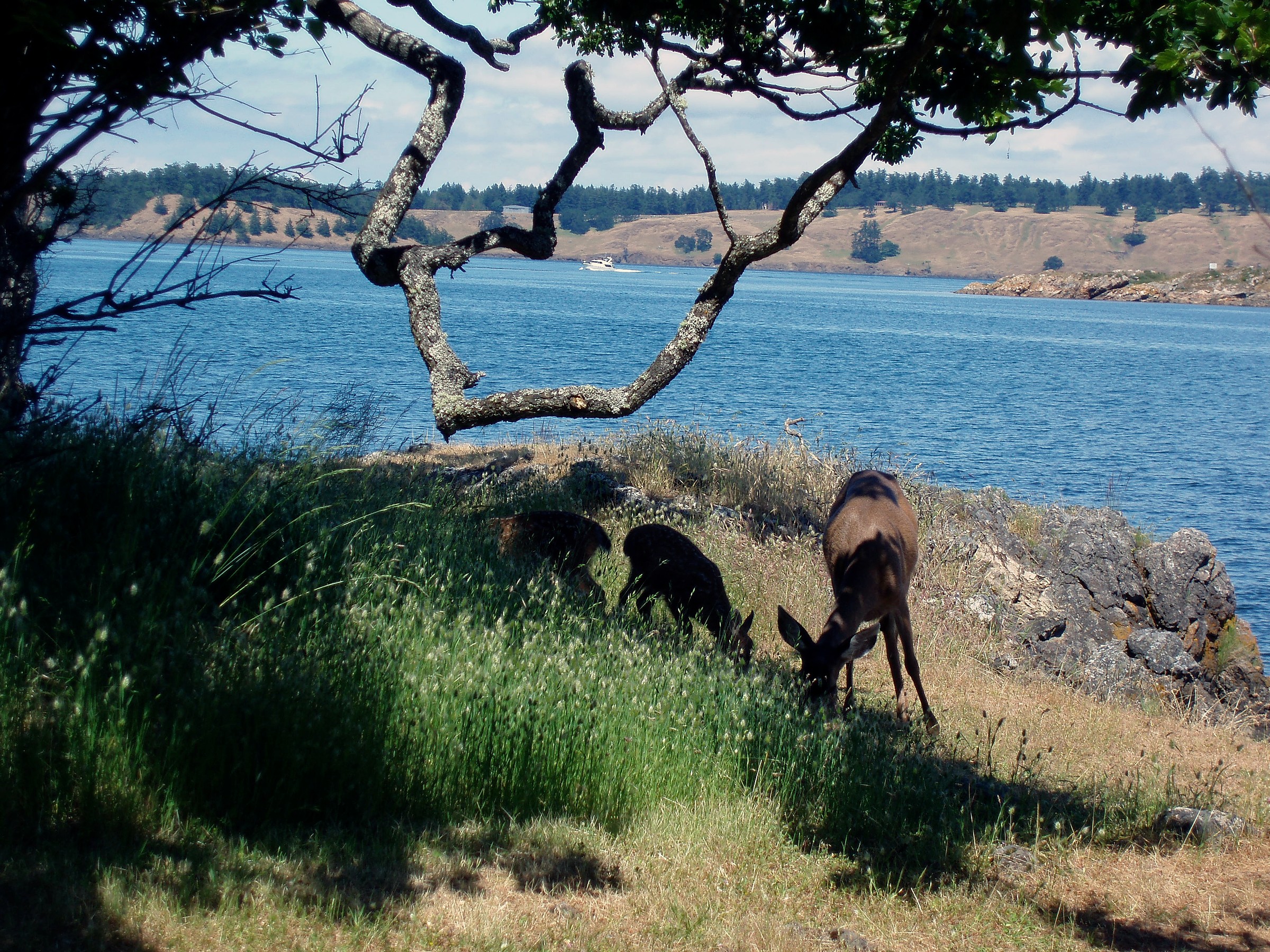 Posey Island Cascadia Marine Trail Campsite | Natural Atlas