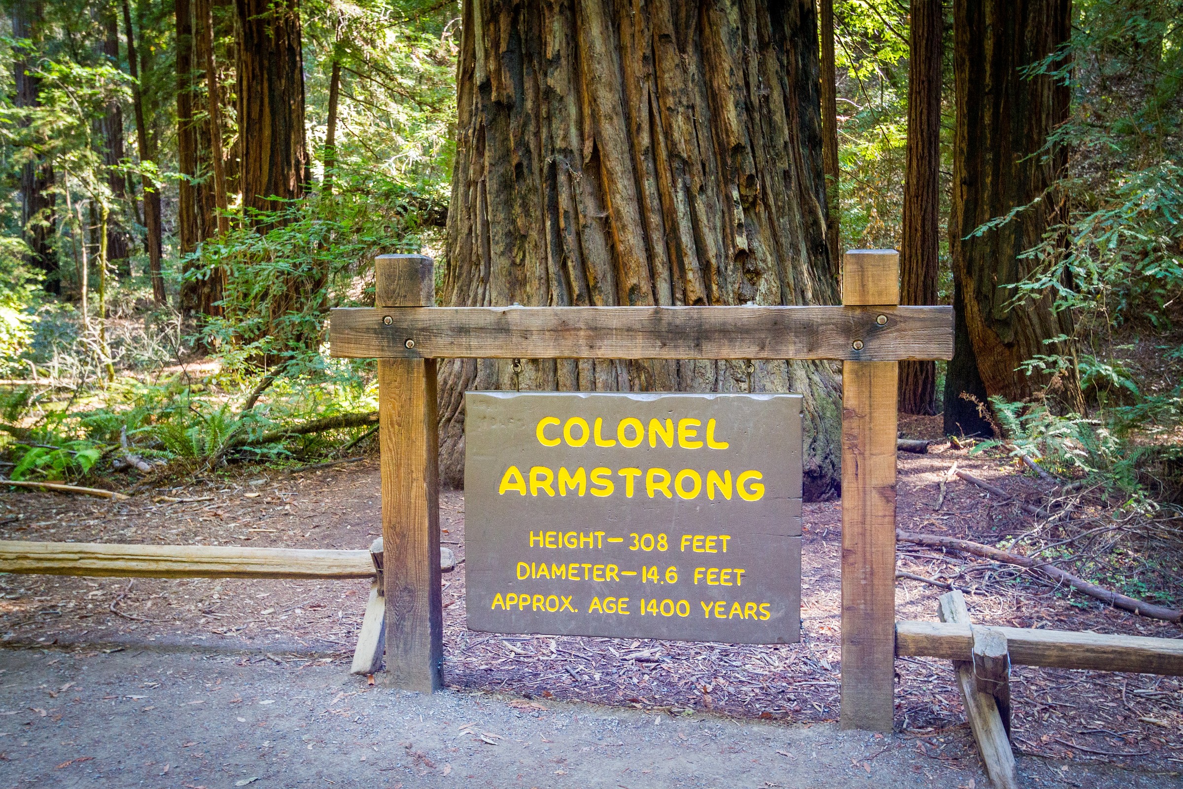 Colonel Armstrong Tree | Natural Atlas