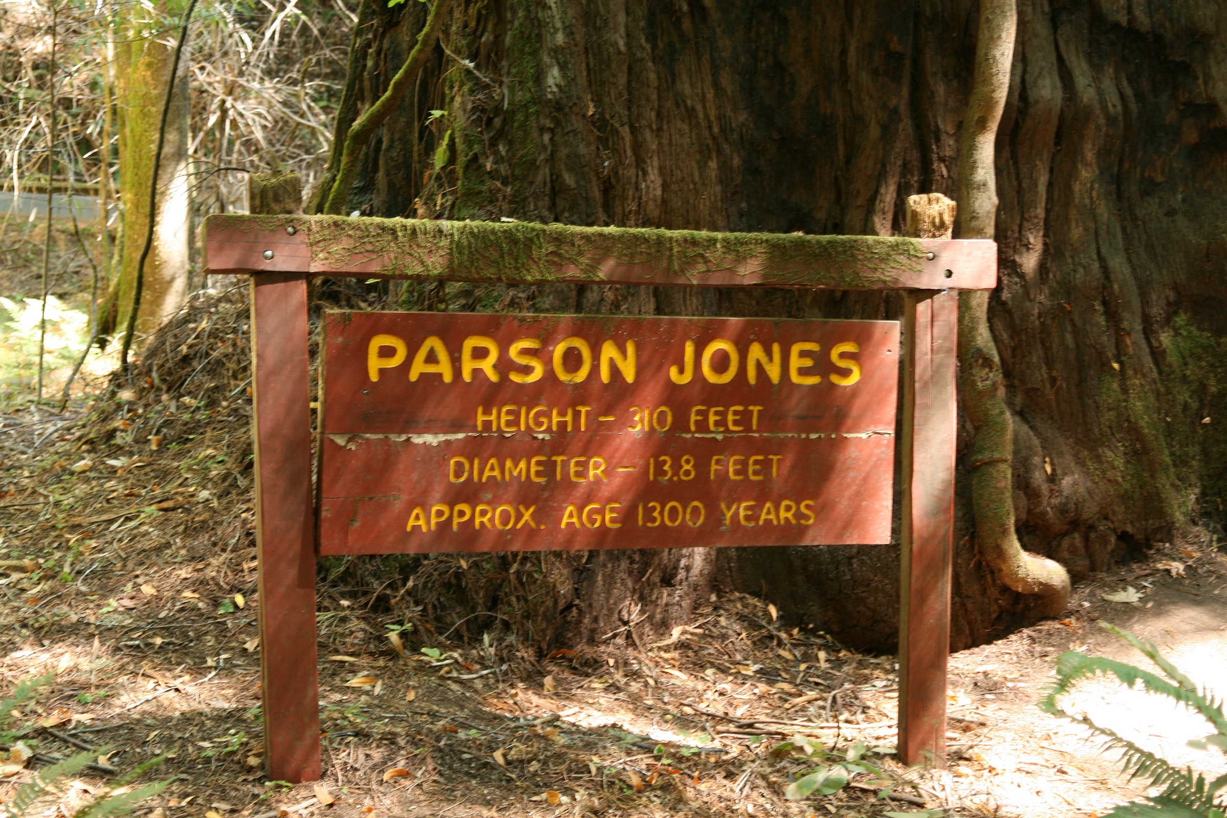 Parson Jones Tree | Natural Atlas