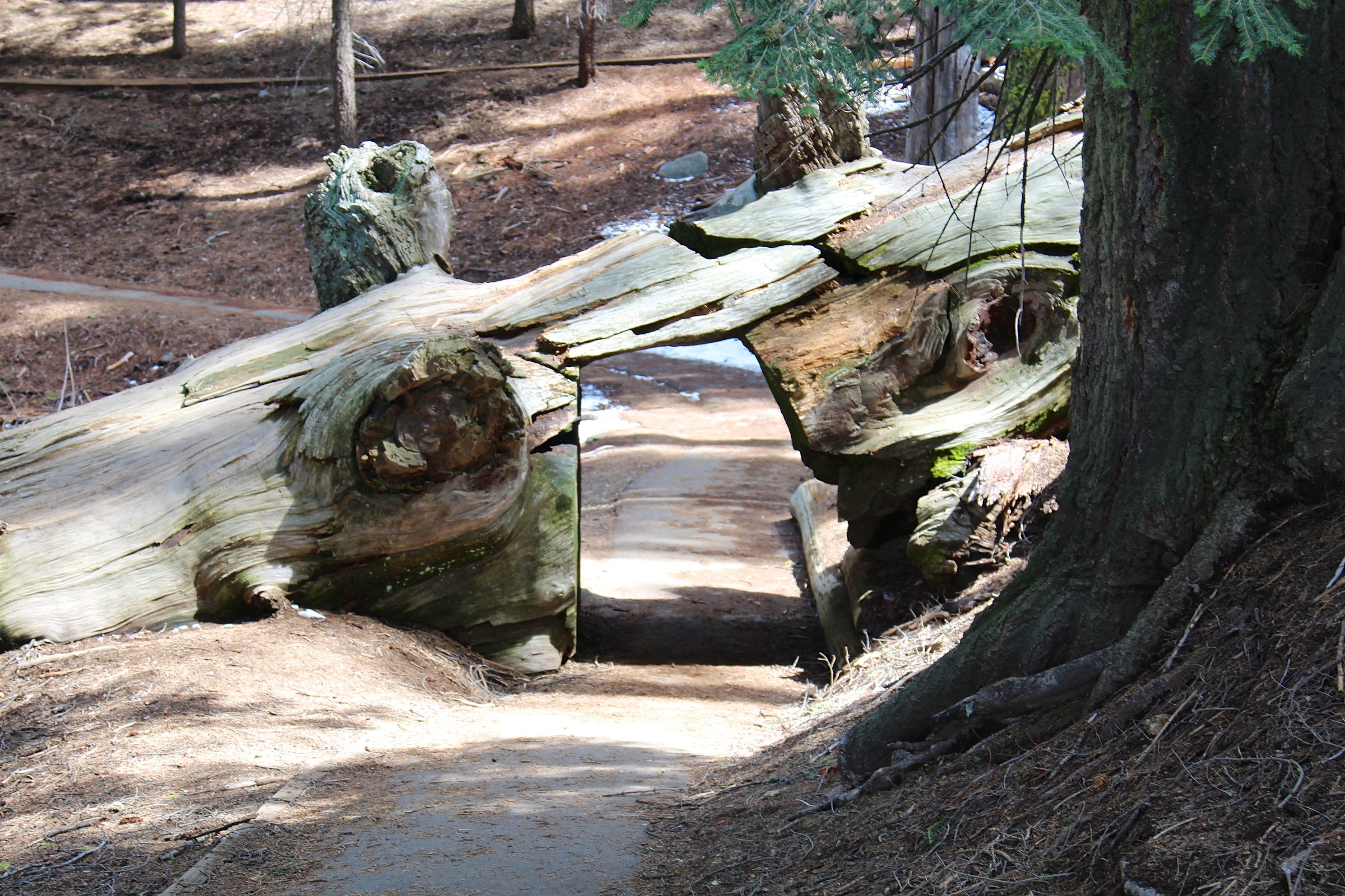 Congress Trail | Natural Atlas