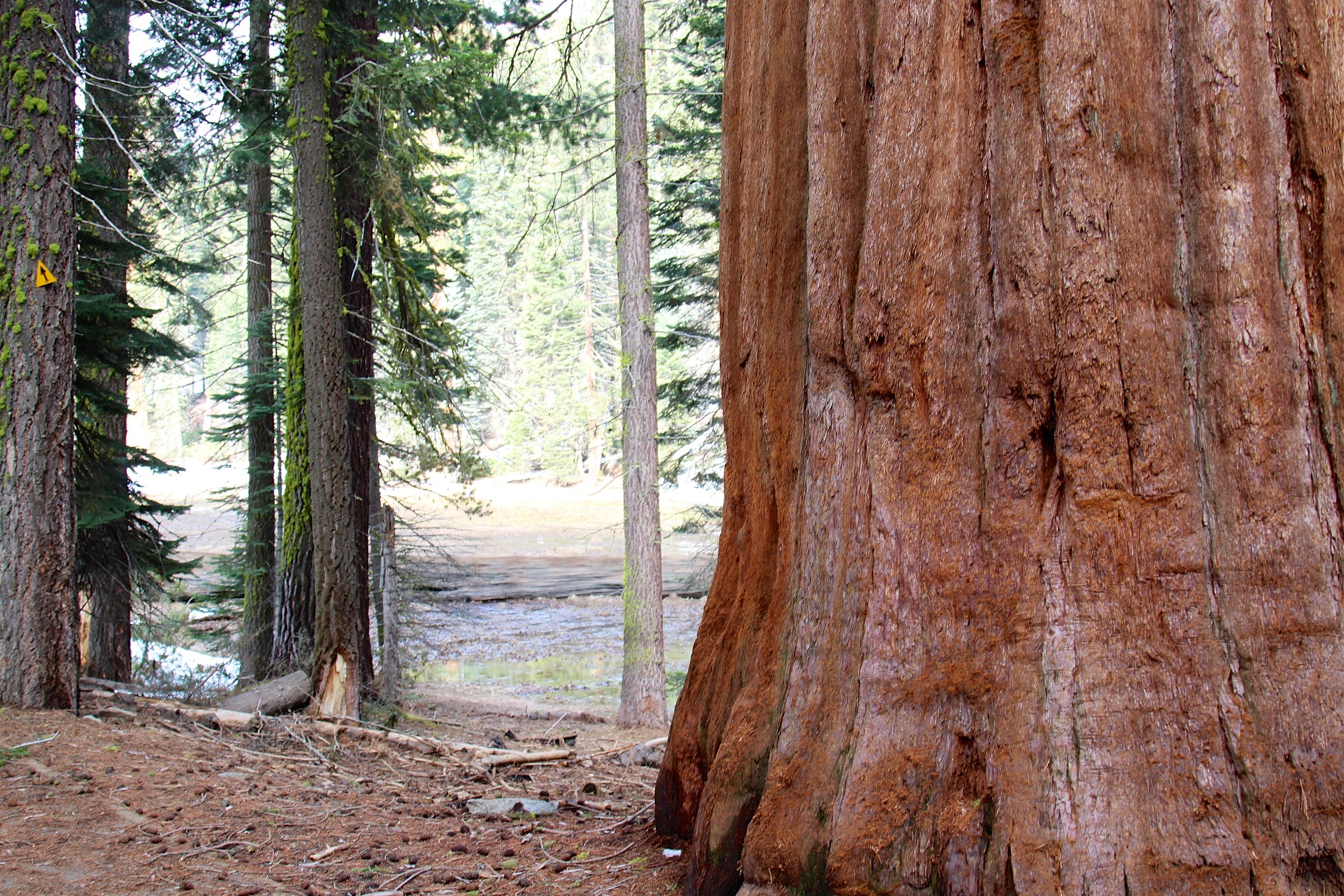 Crescent Meadow-Tharps Log Trail | Natural Atlas