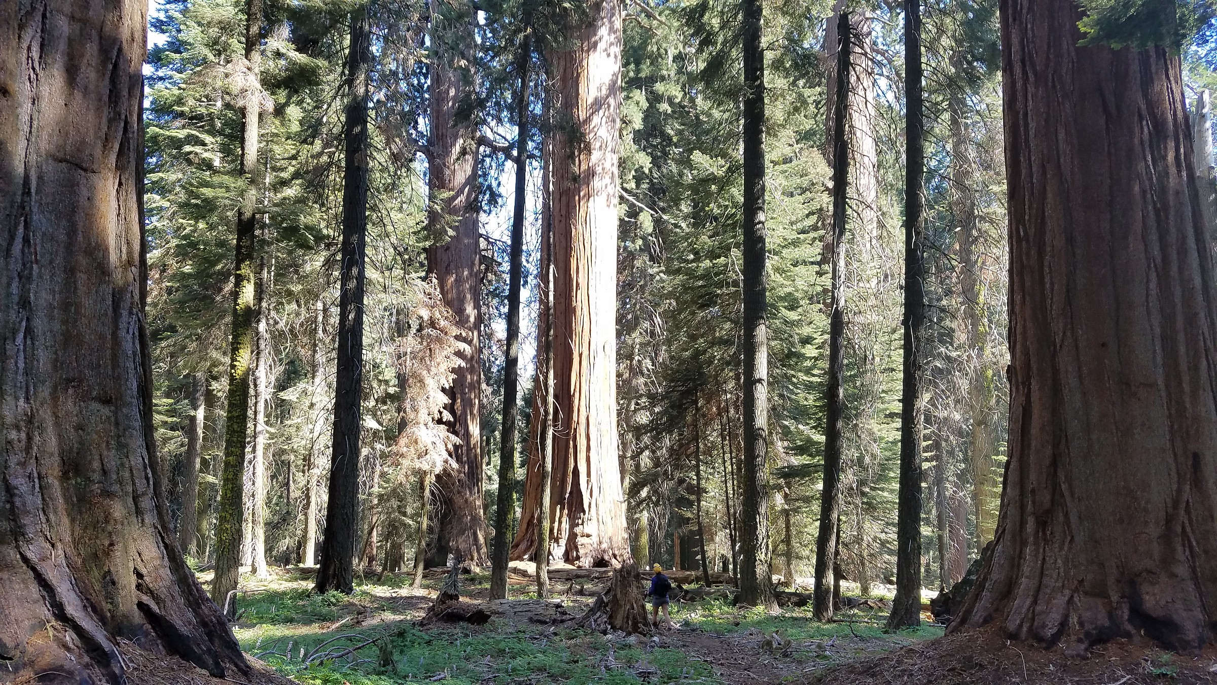 Muir Grove | Natural Atlas