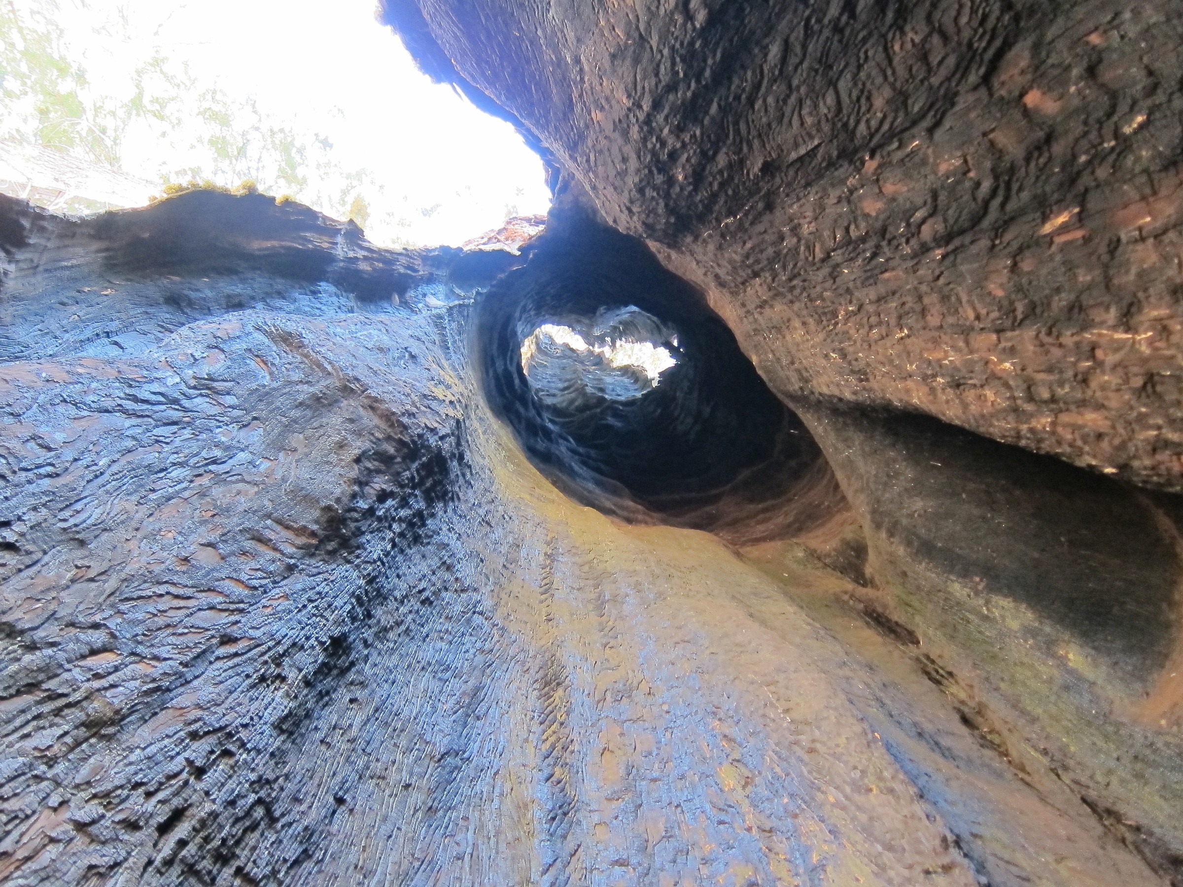 Telescope Tree | Natural Atlas