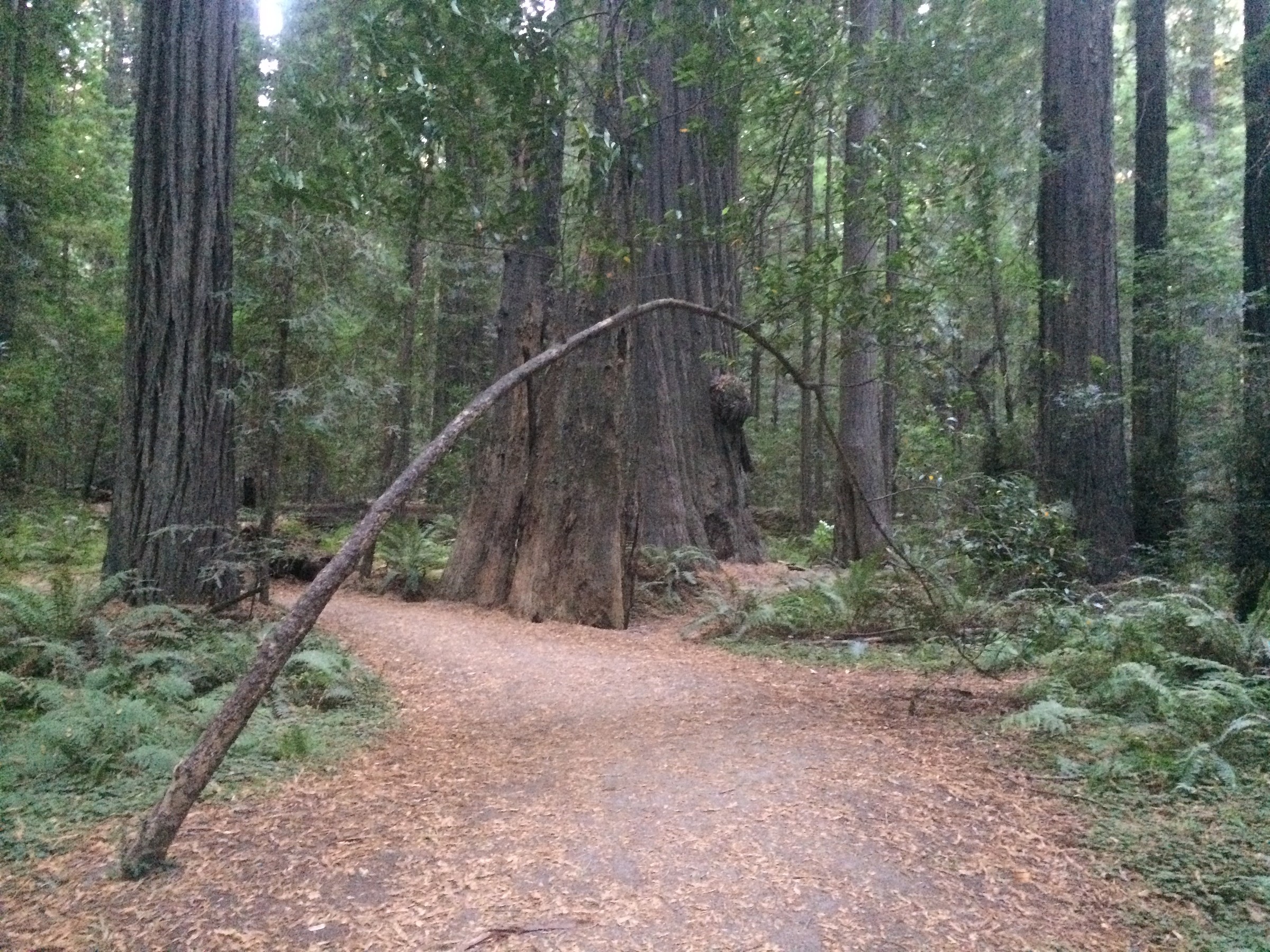 Founders Grove | Natural Atlas