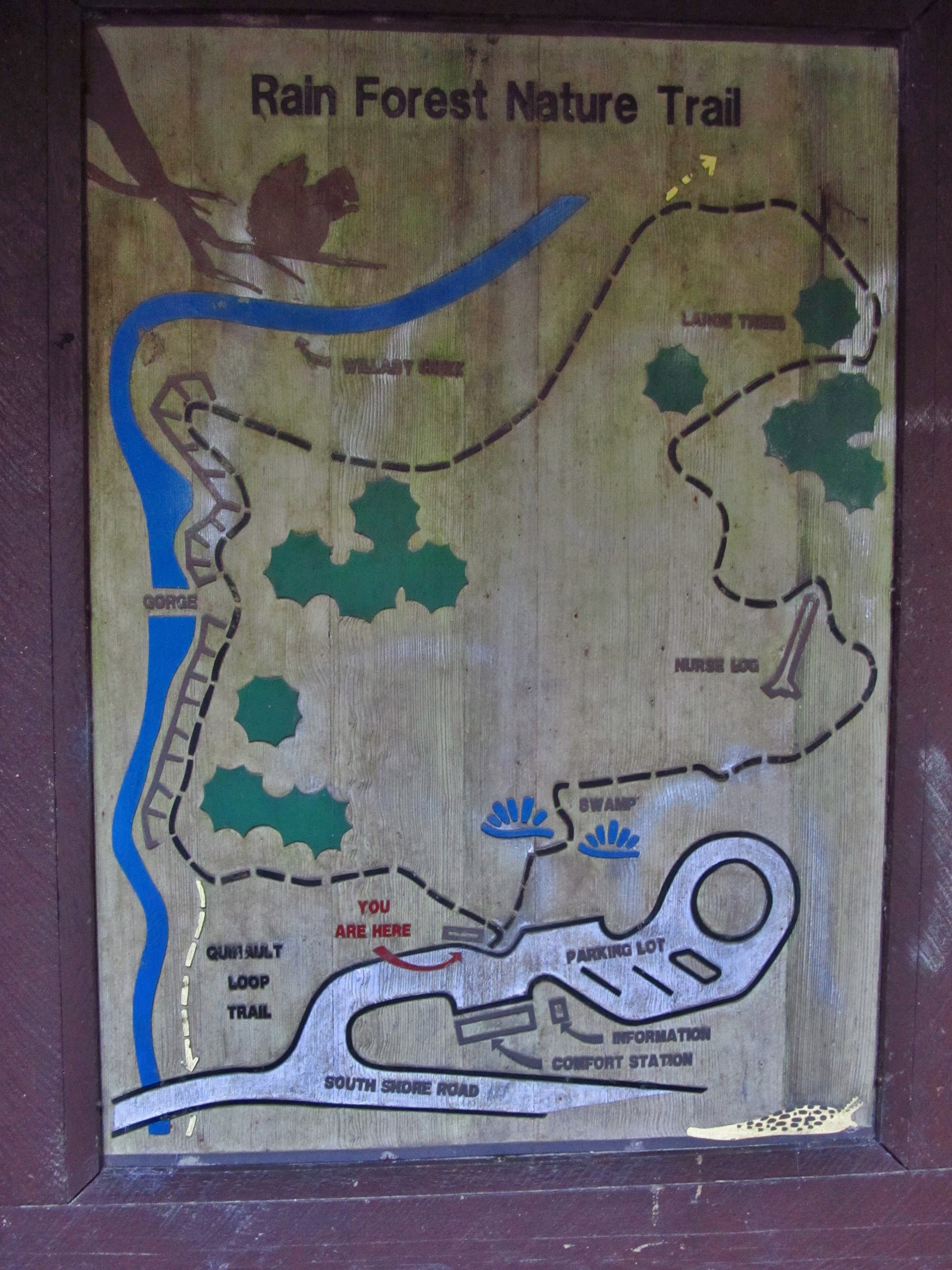 Quinault Rainforest Nature Trail | Natural Atlas