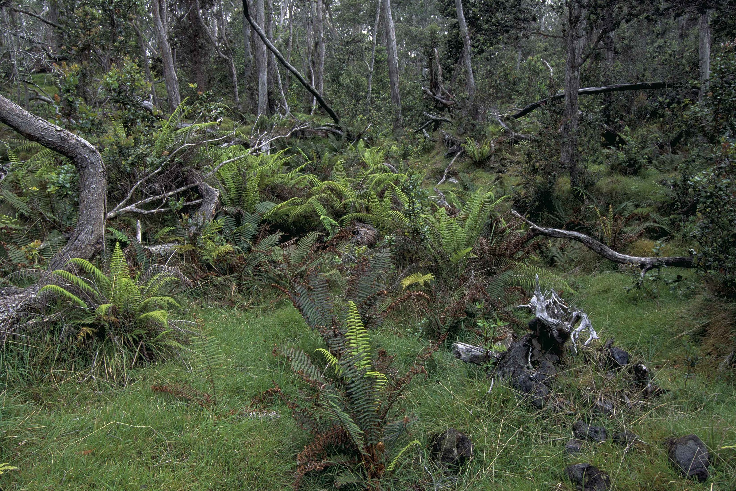 Hakalau Forest National Wildlife Refuge | Natural Atlas