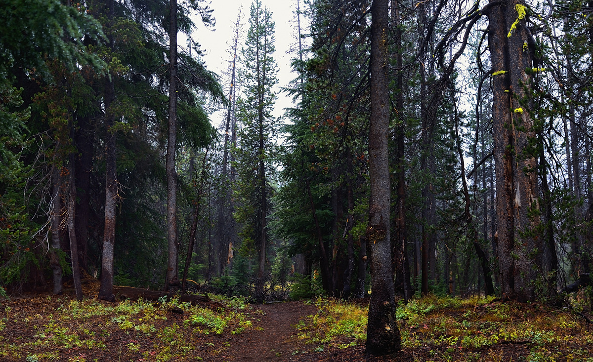 Red Cone Trailhead | Natural Atlas