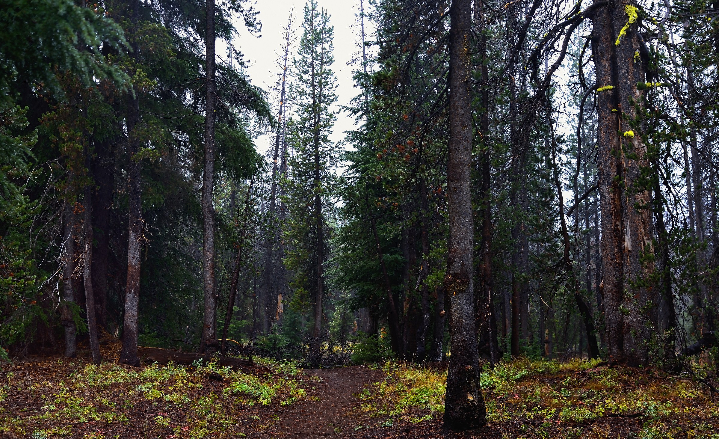 Red Cone Trailhead | Natural Atlas