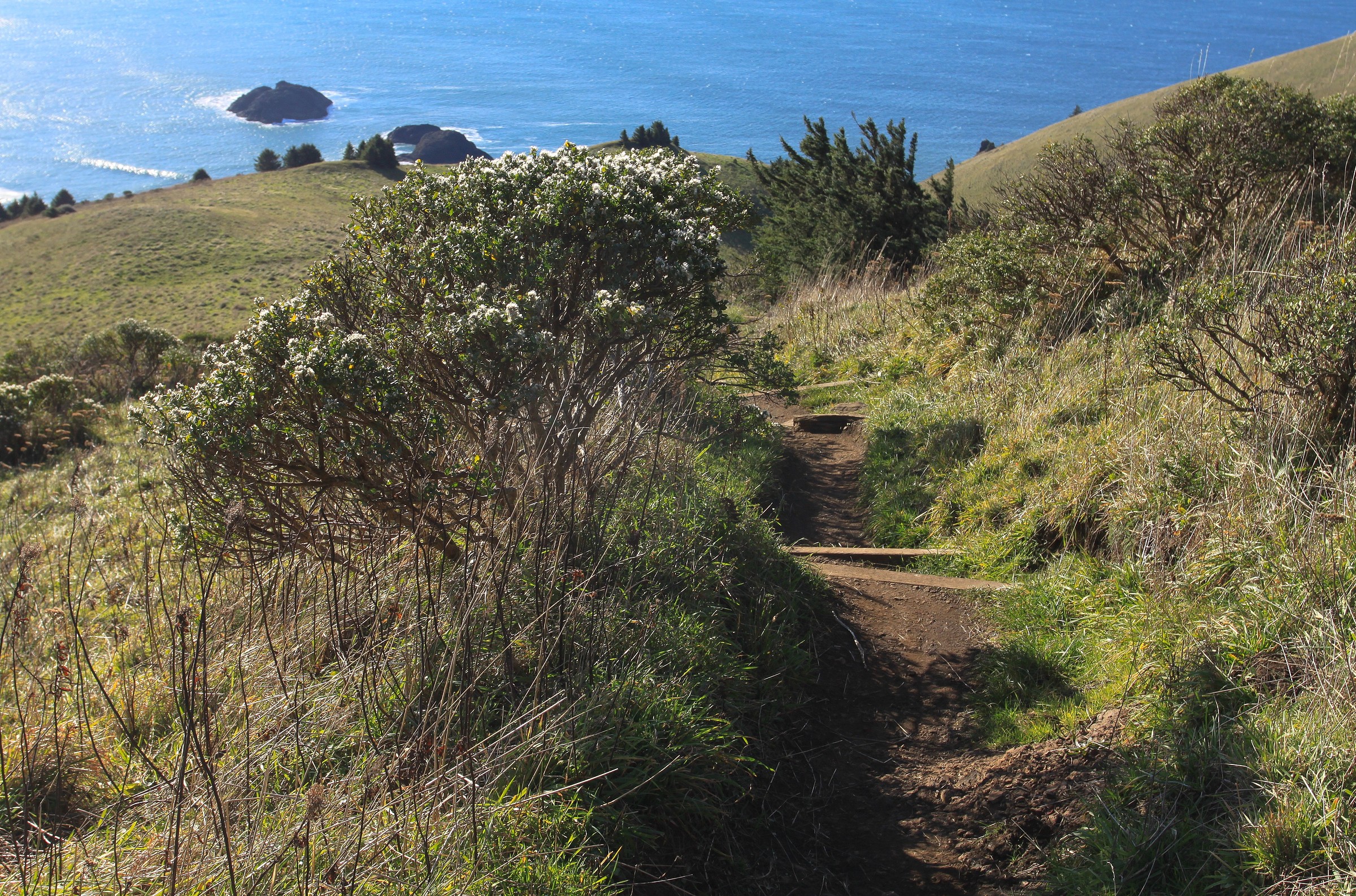 Cascade Head Hike | Natural Atlas