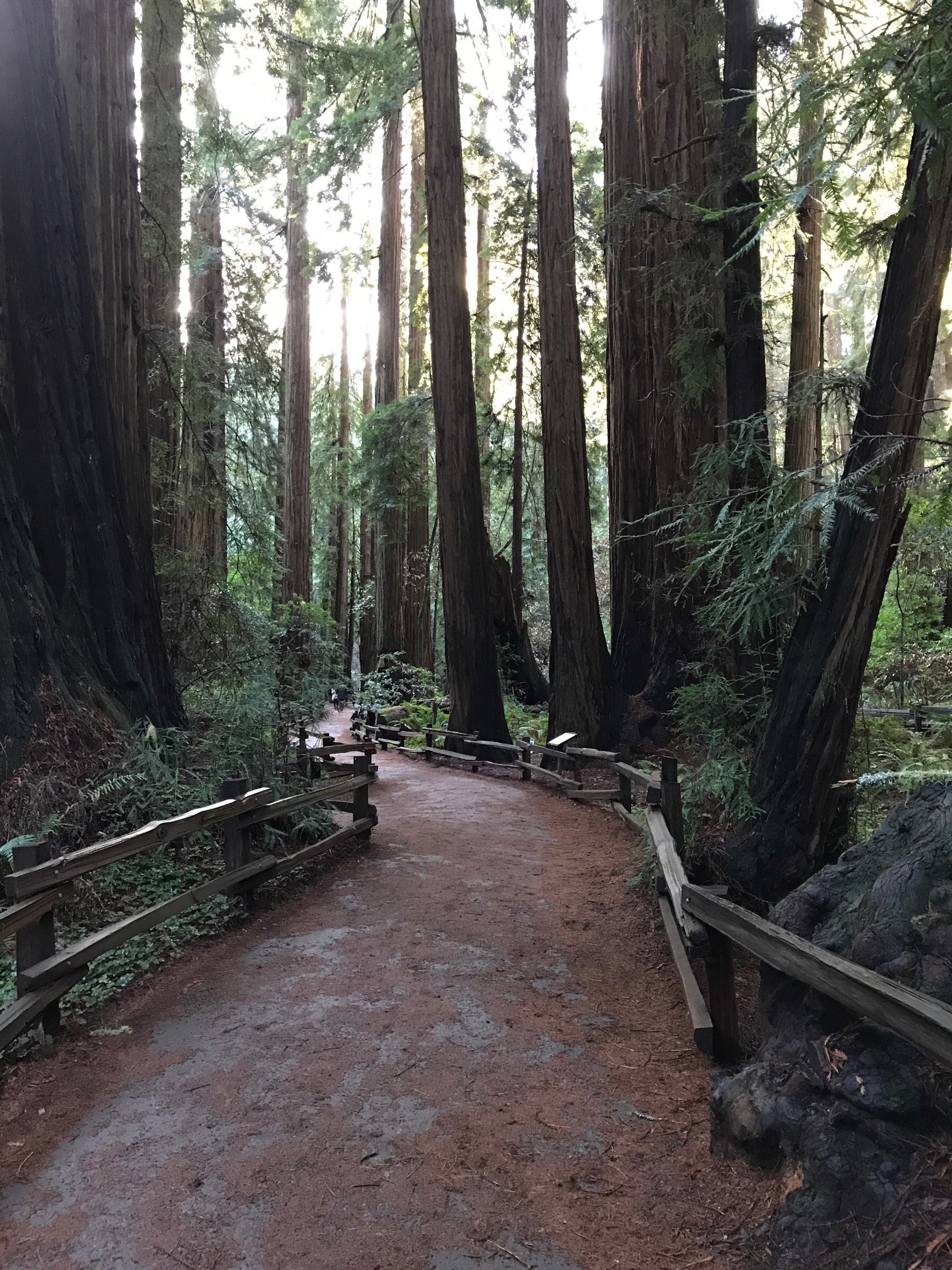 Cathedral Grove | Natural Atlas