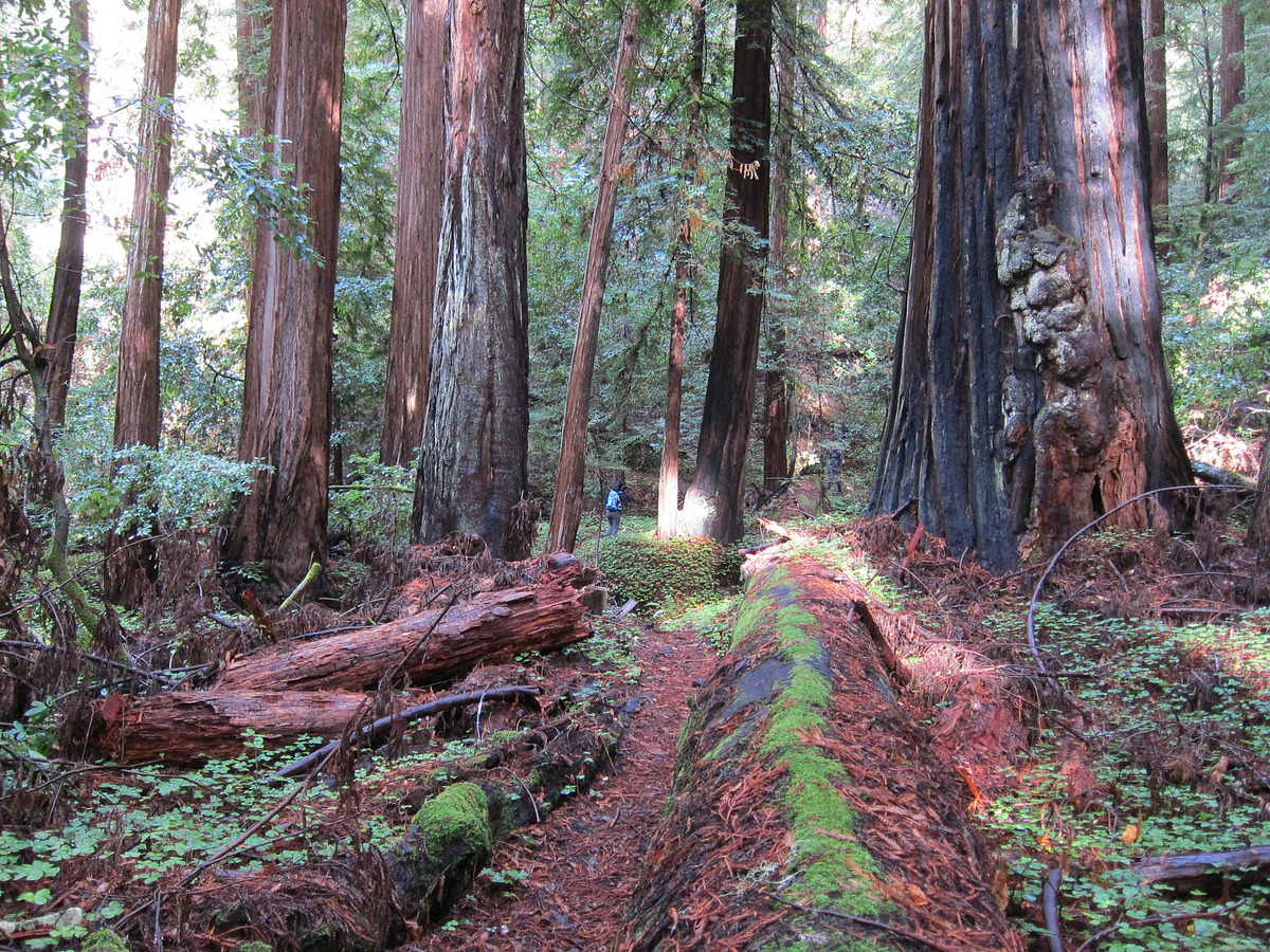 Portola Redwoods State Park Map, CA – Natural Atlas