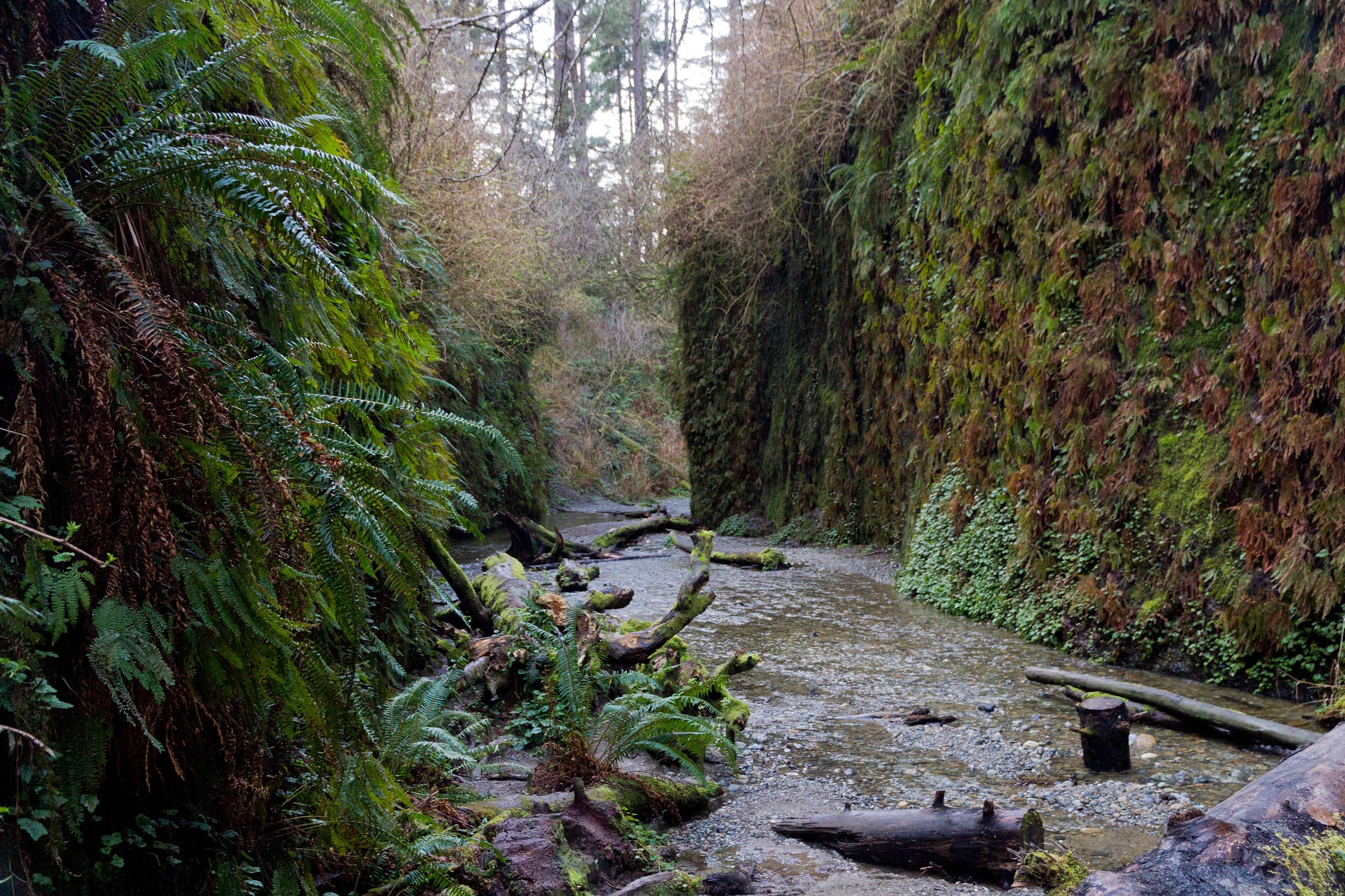 Fern Canyon Loop Trail | Natural Atlas