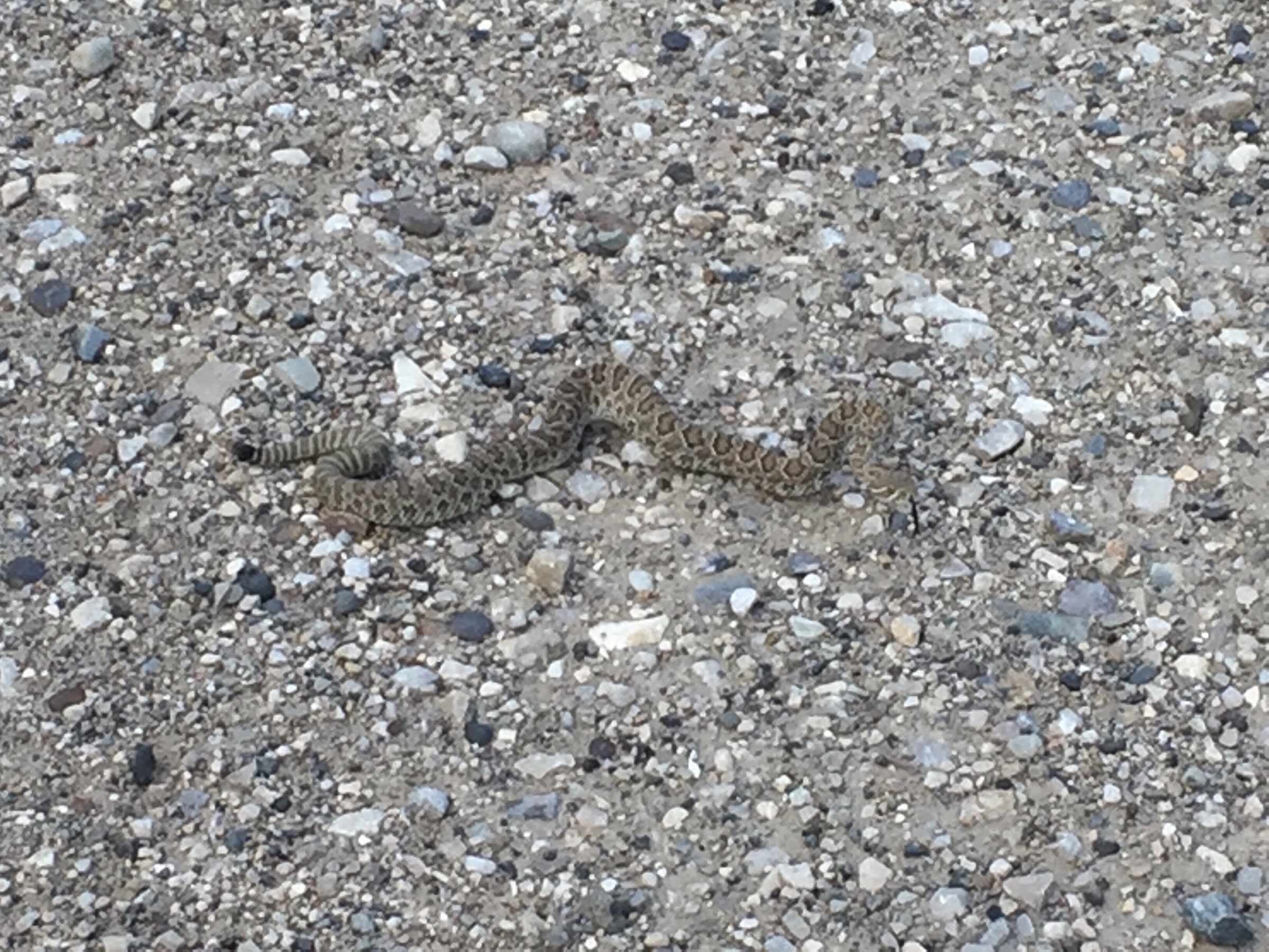 Prairie Rattlesnake | Natural Atlas