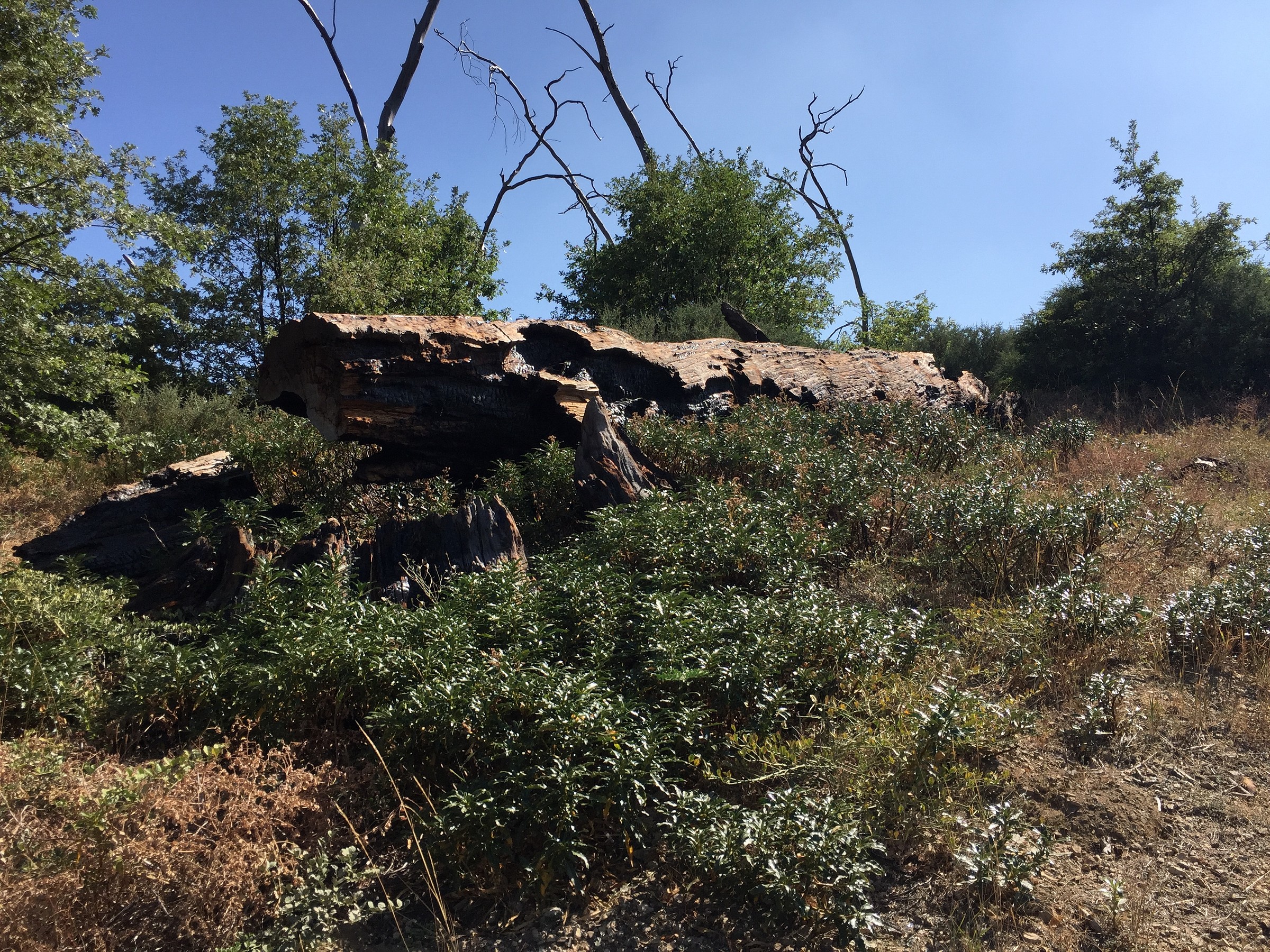 Joe Elliot Tree Memorial | Natural Atlas
