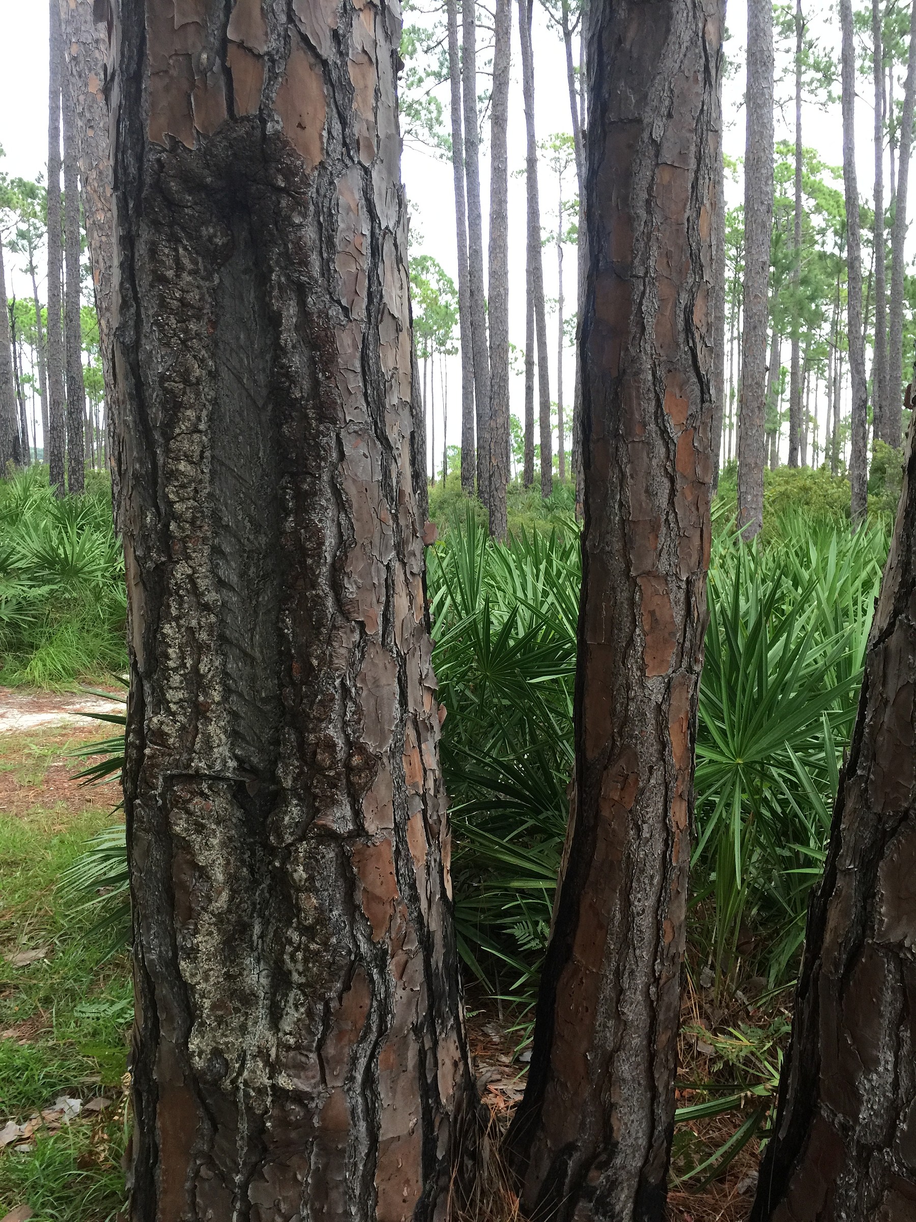 Cracker Turpentine Still | Natural Atlas