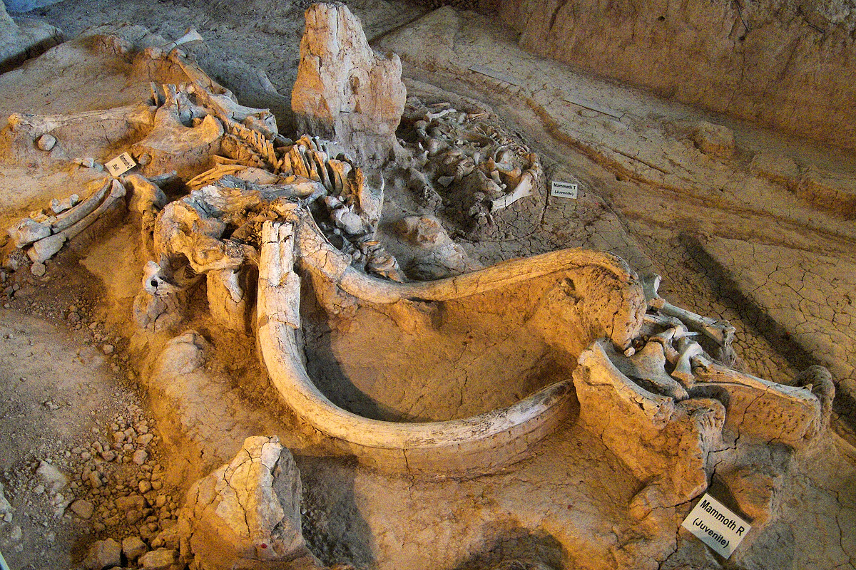 Waco Mammoth Dig Site | Natural Atlas