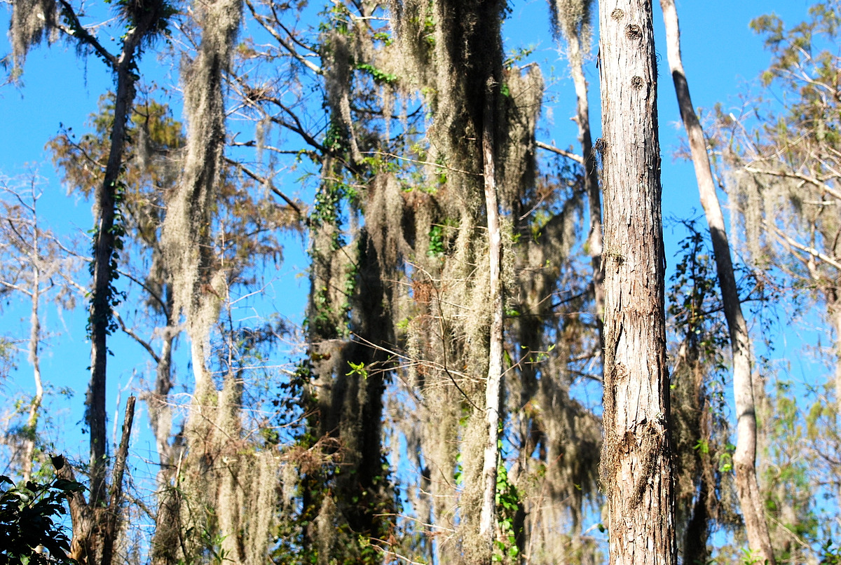 Cypress Swamp Boardwalk | Natural Atlas