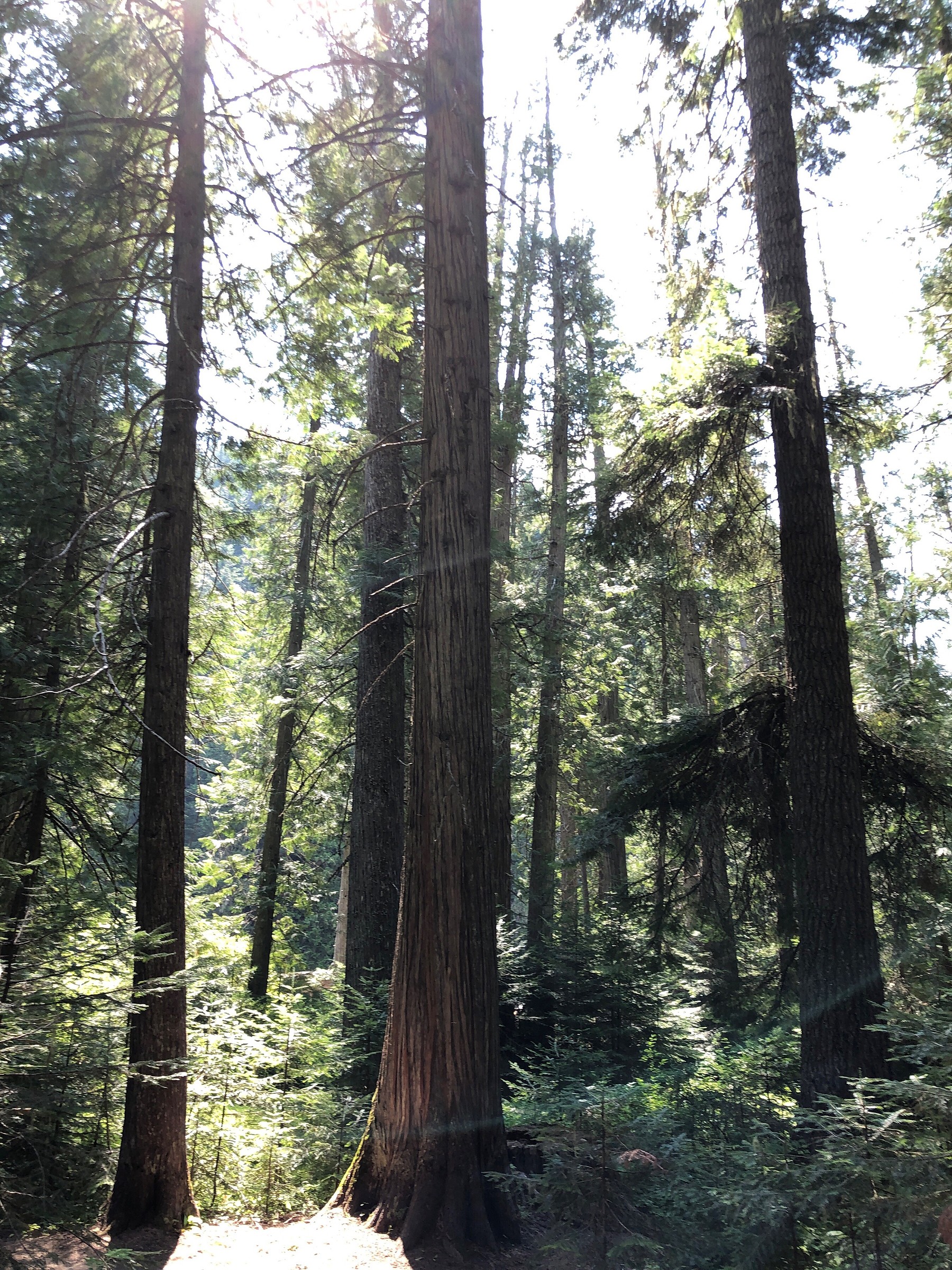 Devoto Memorial Cedar Grove | Natural Atlas