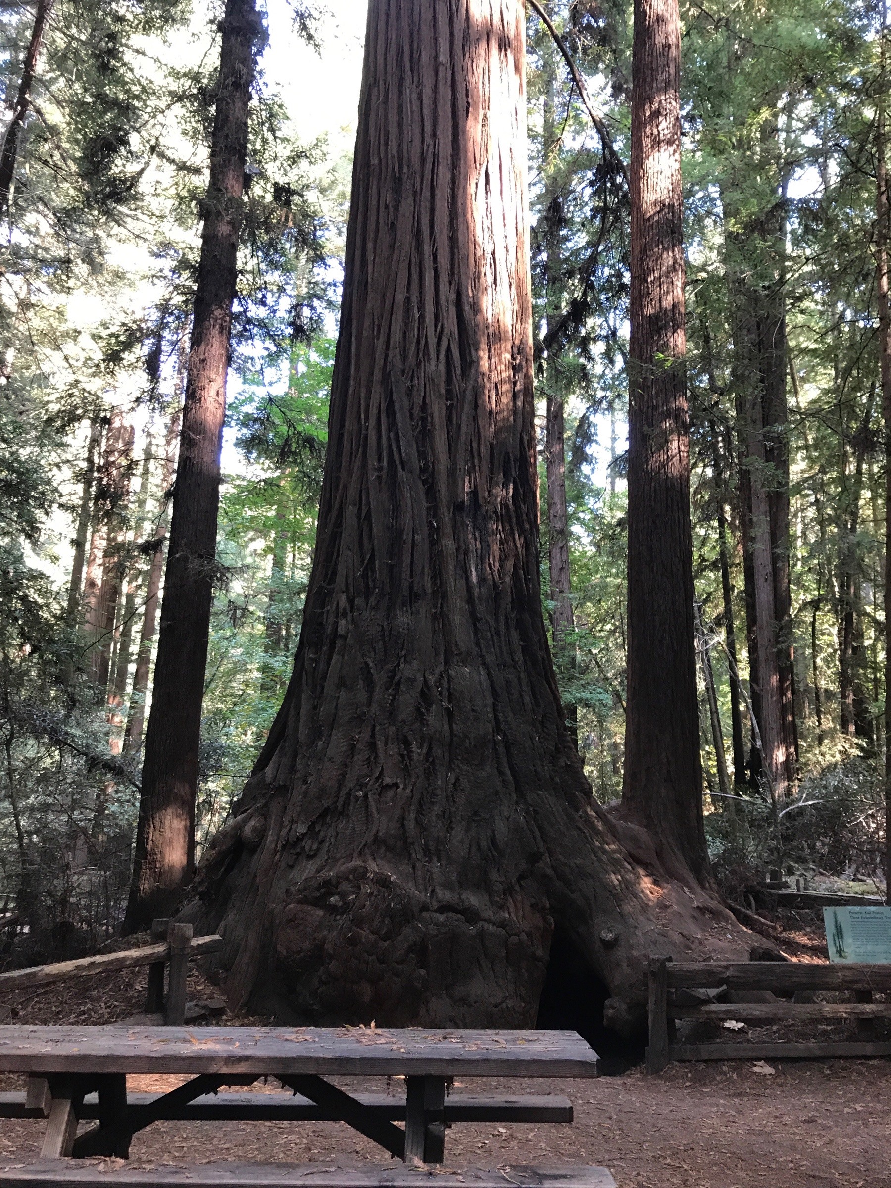 John C. Fremont Tree | Natural Atlas
