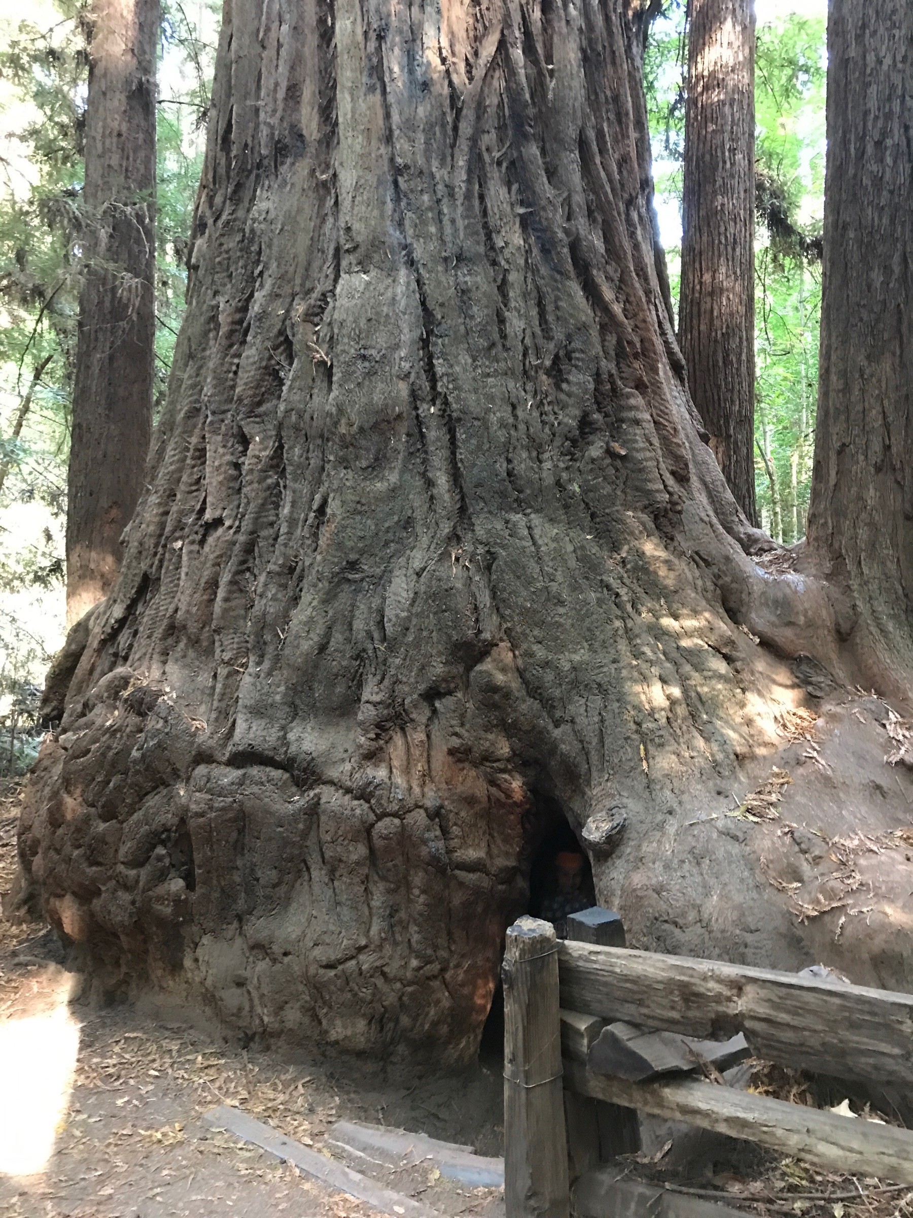 John C. Fremont Tree | Natural Atlas