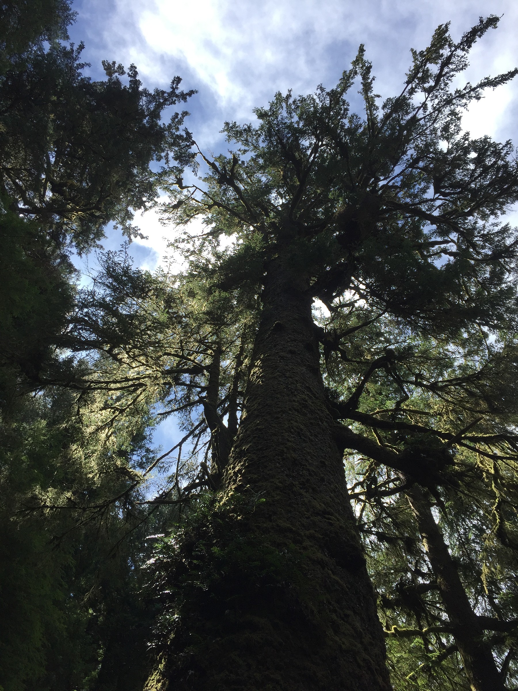 Giant Spruce | Natural Atlas