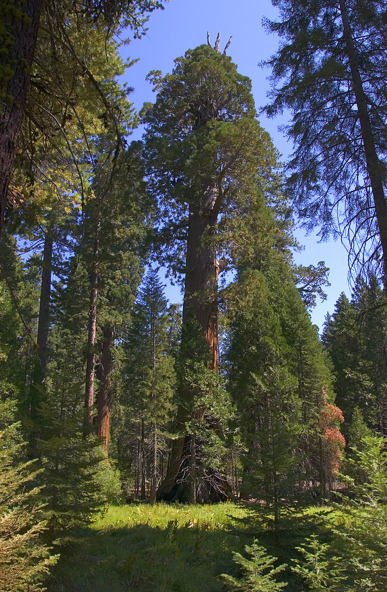 Long Meadow Grove | Natural Atlas