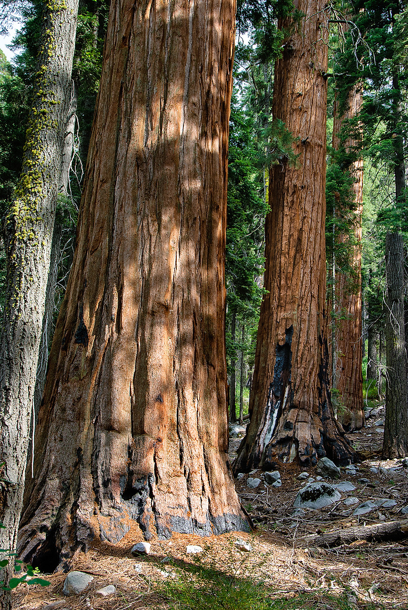 East Fork Grove | Natural Atlas