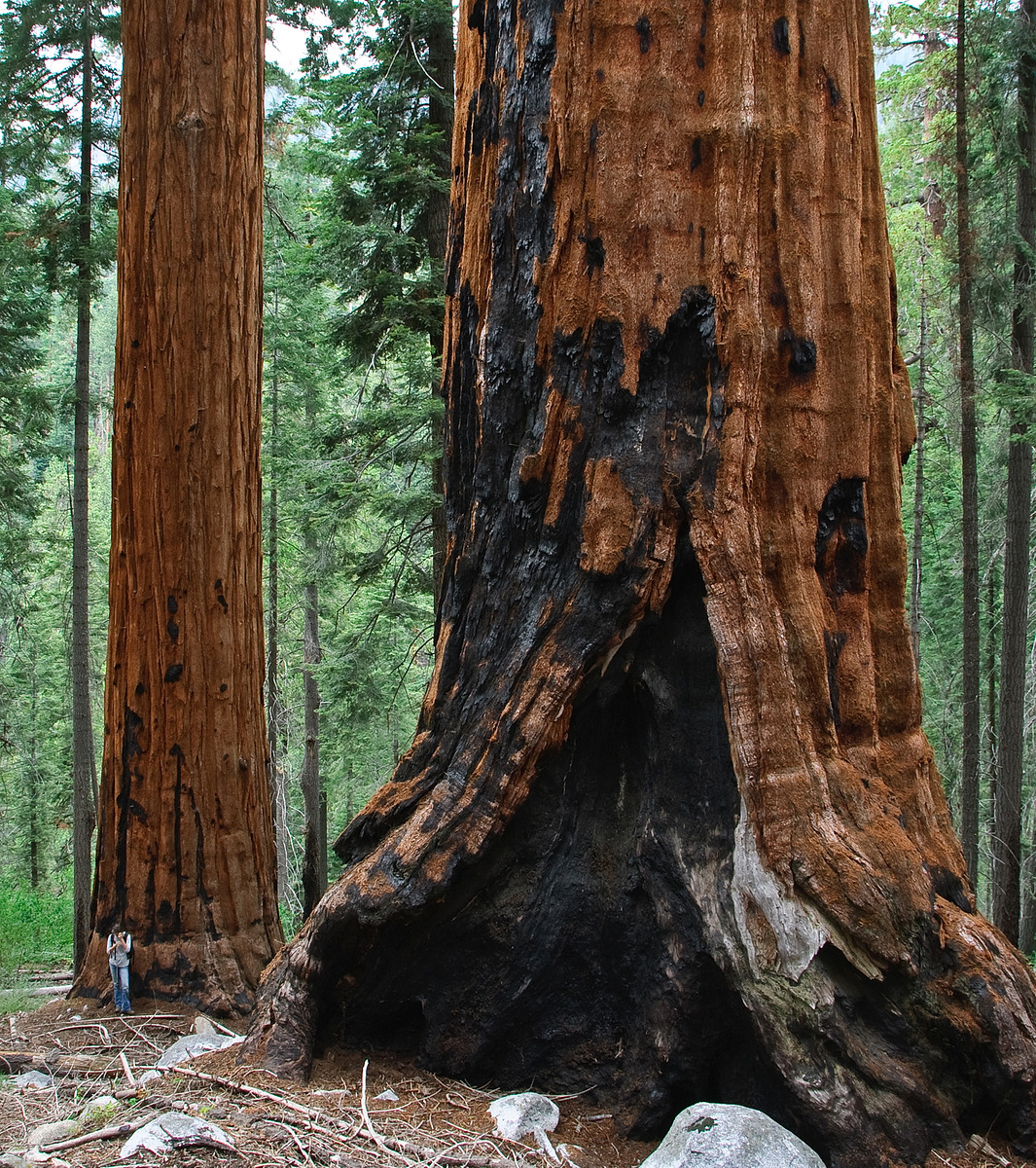 East Fork Grove | Natural Atlas