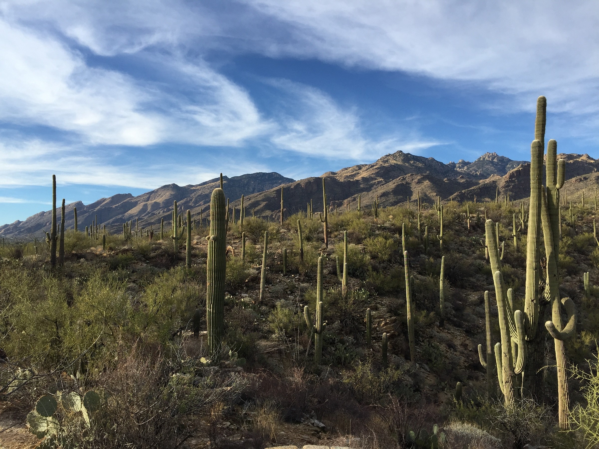 Saguaro National Park | Natural Atlas