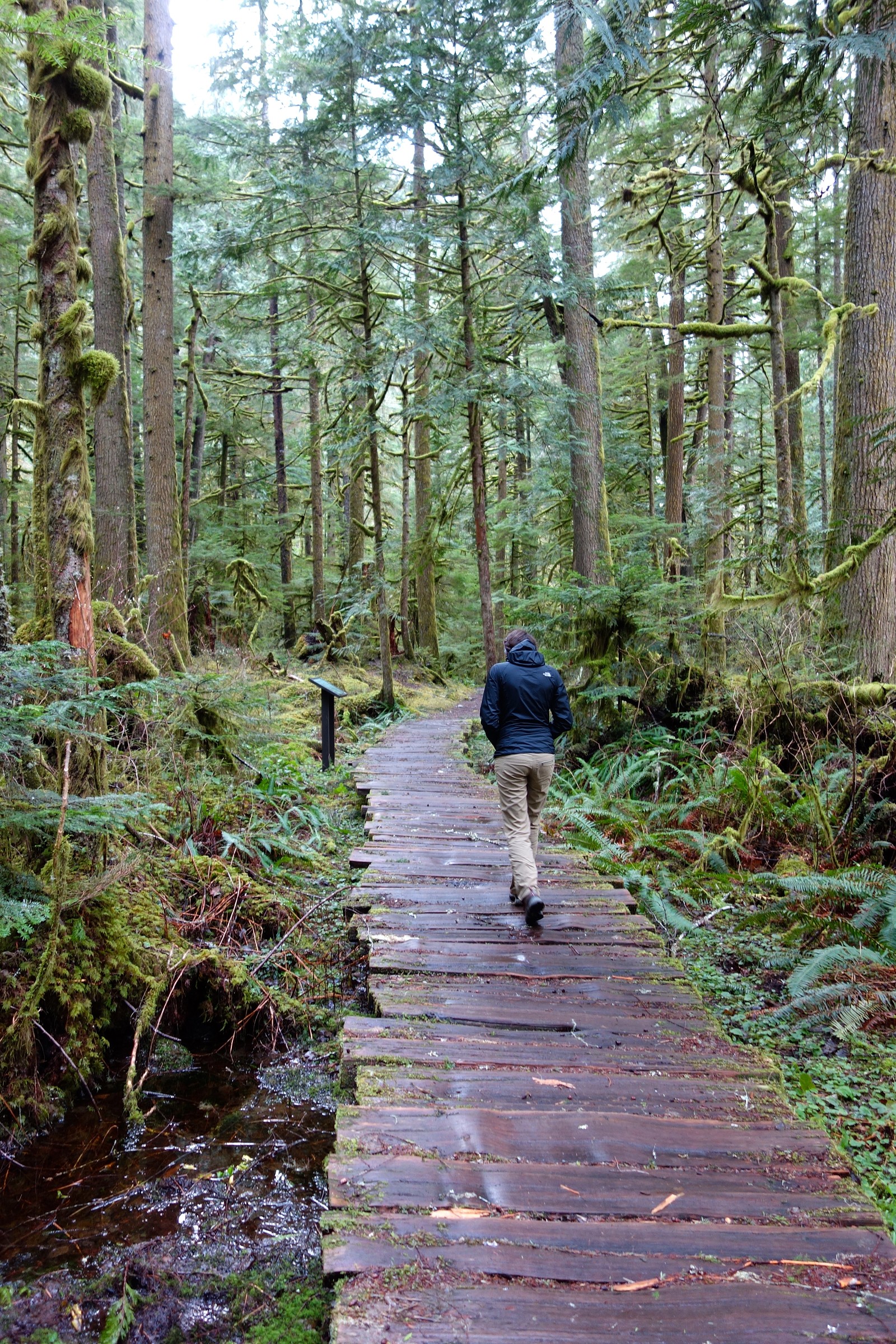 Carbon River Rainforest Trail | Natural Atlas