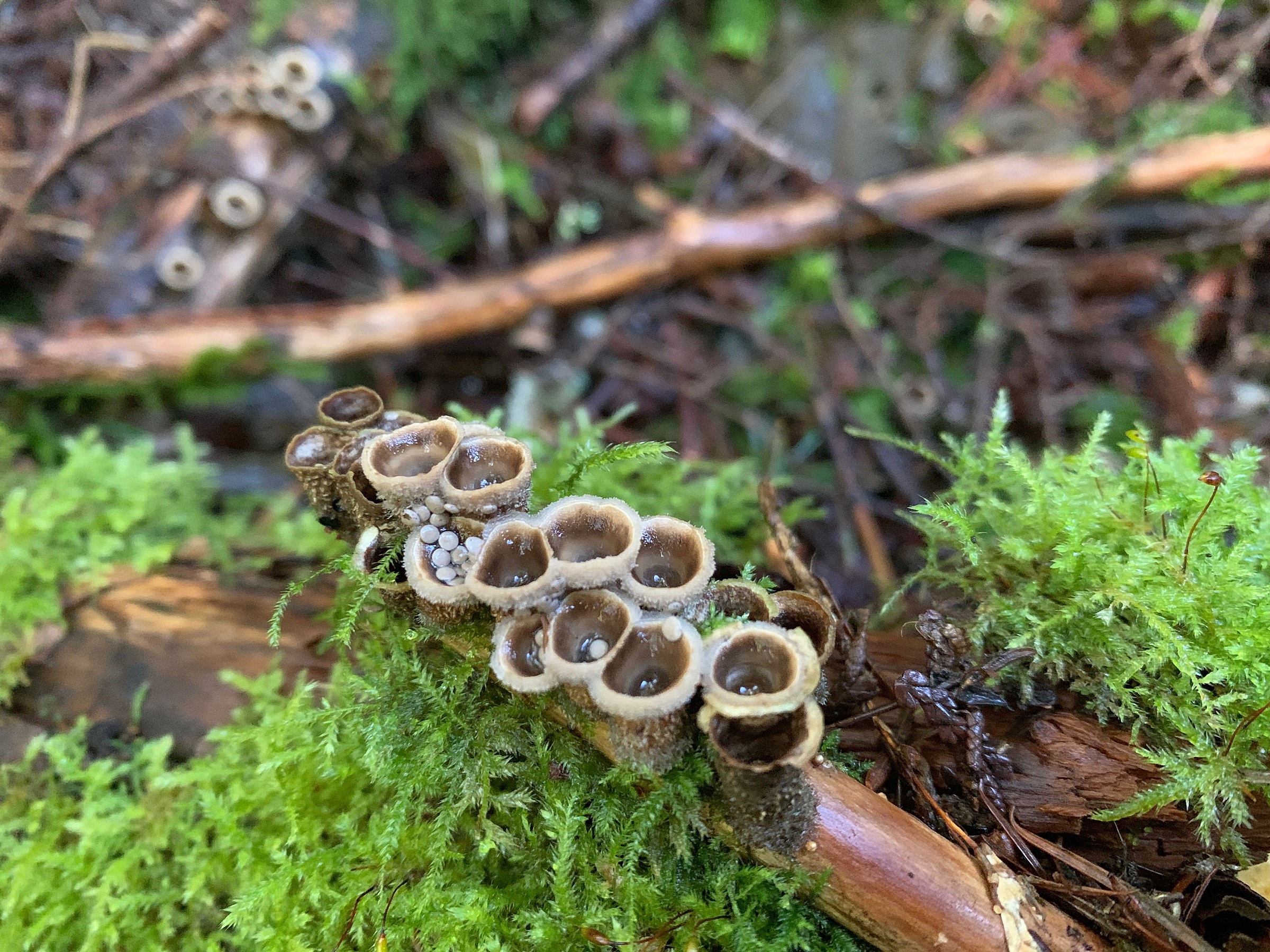 Bird’s Nest Fungi | Natural Atlas