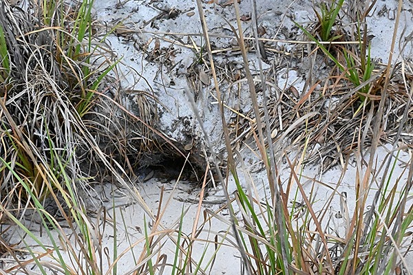 Allen David Broussard Catfish Creek Preserve State Park, Polk County ...