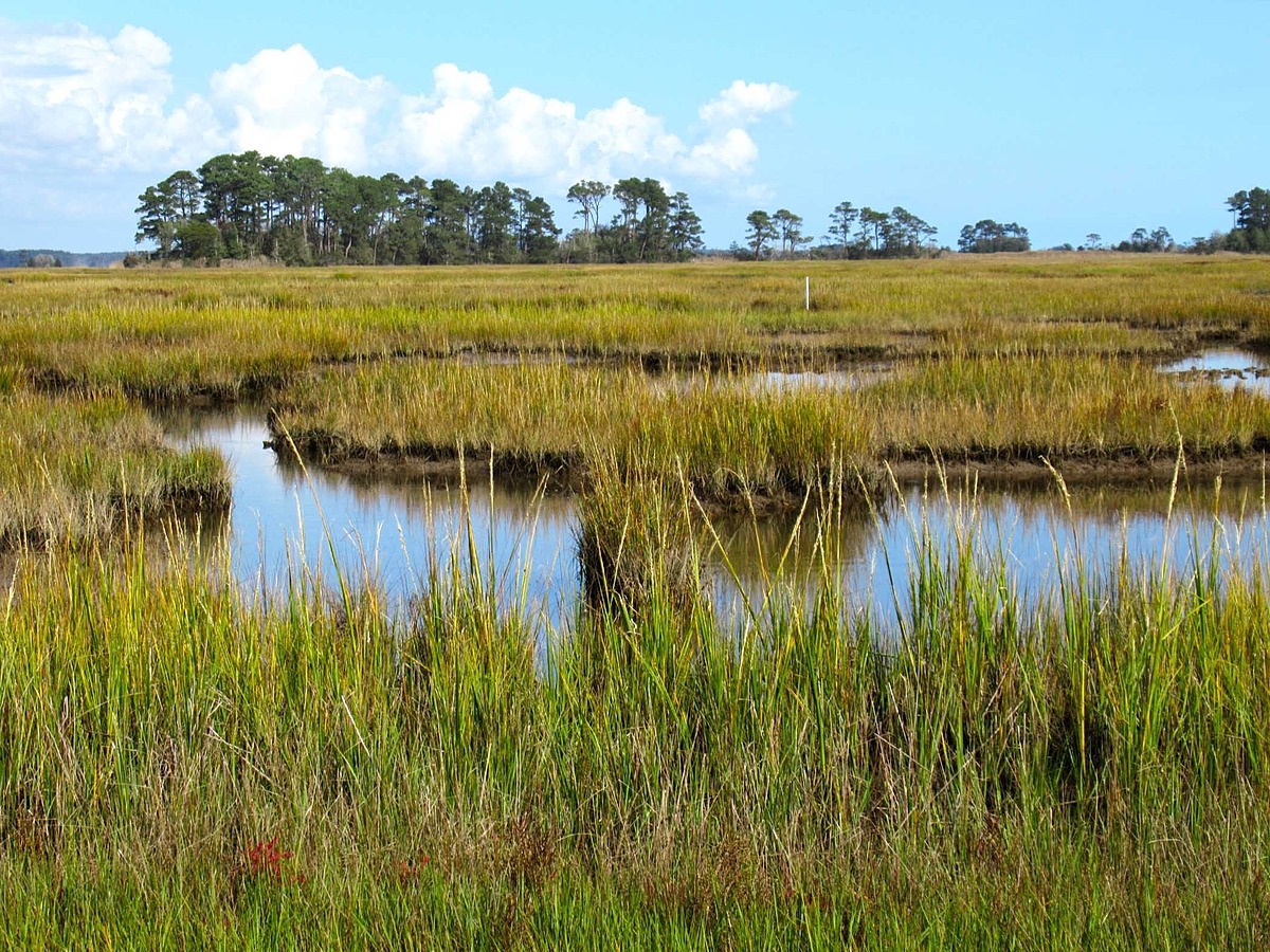 Pikes Creek Marsh | Natural Atlas