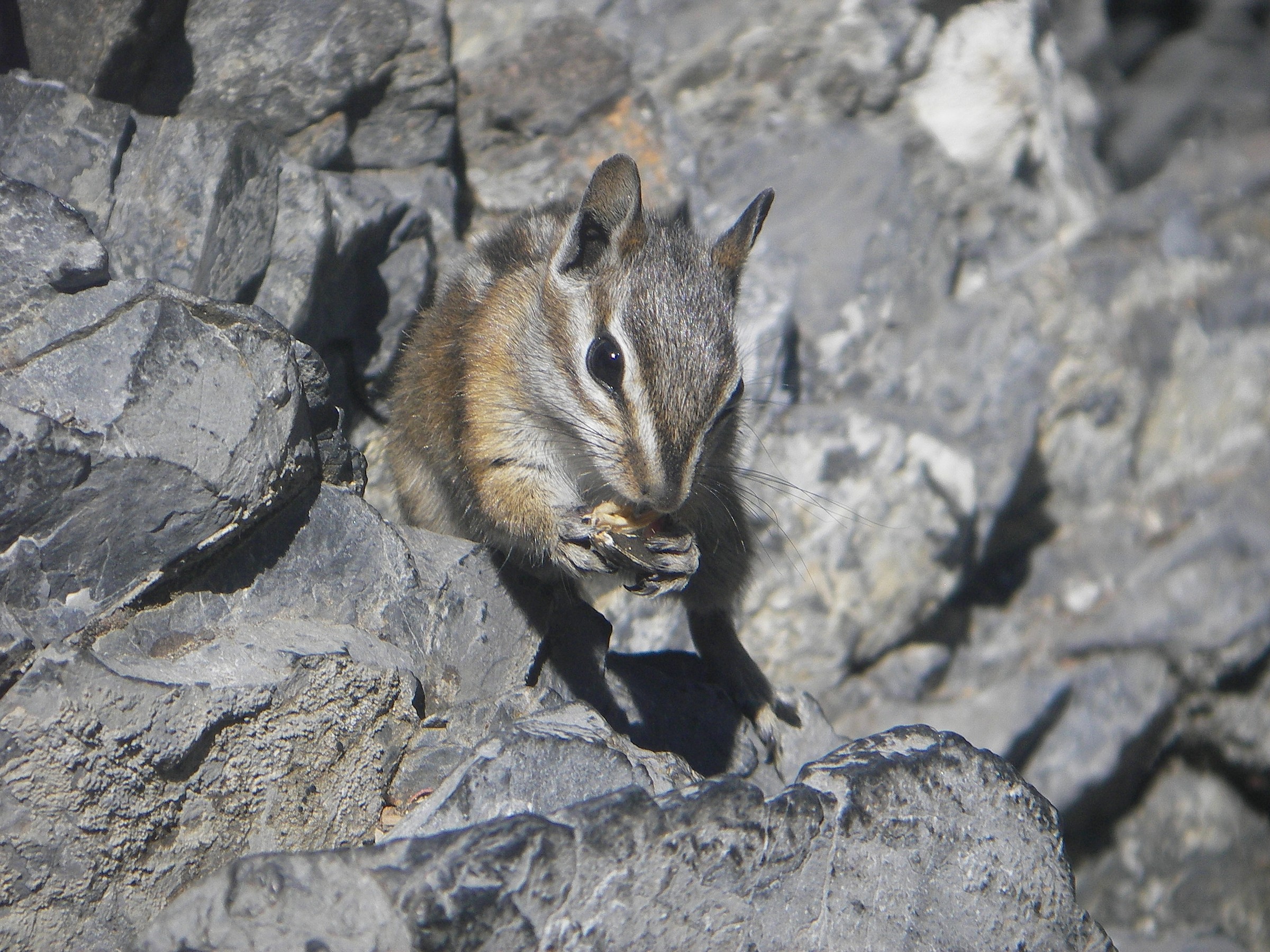 Colorado Chipmunk | Natural Atlas