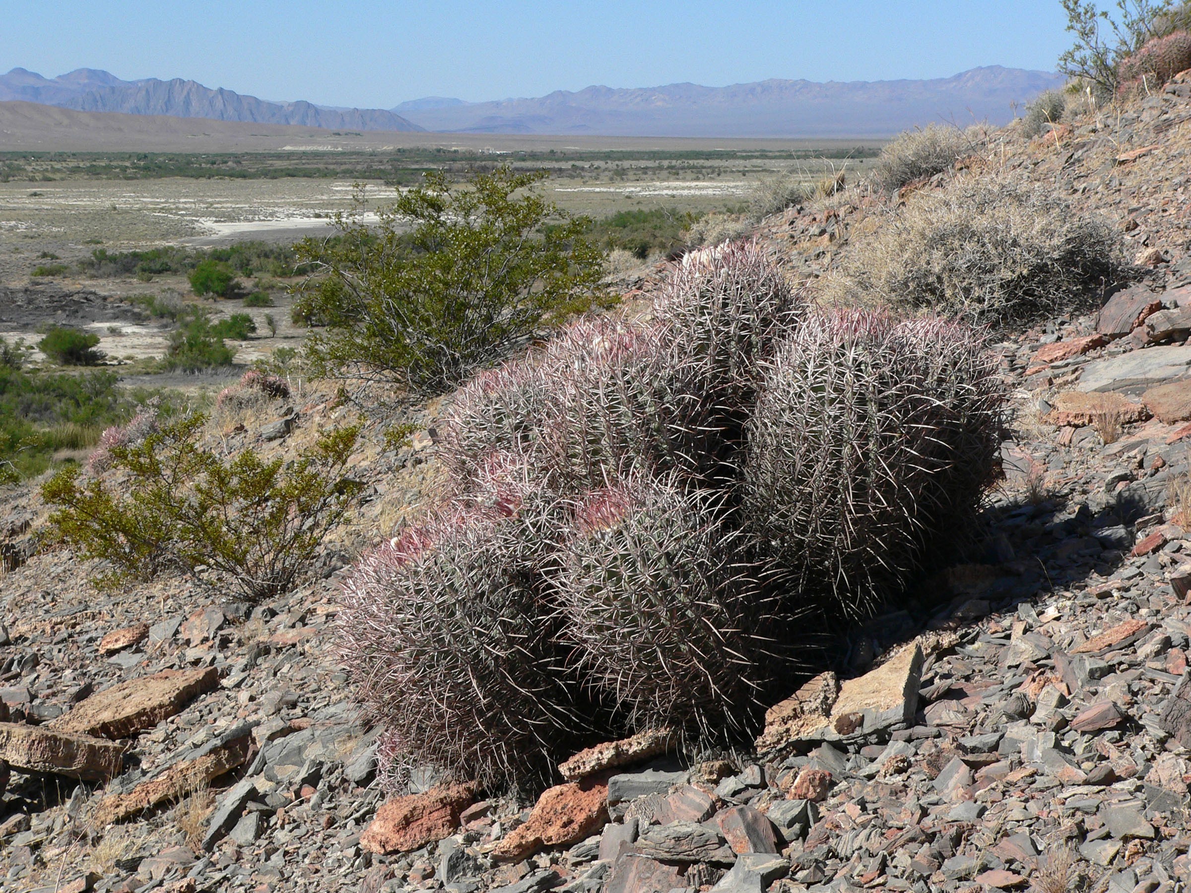 Cottontop Cactus | Natural Atlas