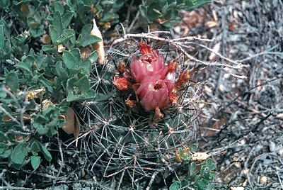 Uinta Basin Hookless Cactus | Natural Atlas