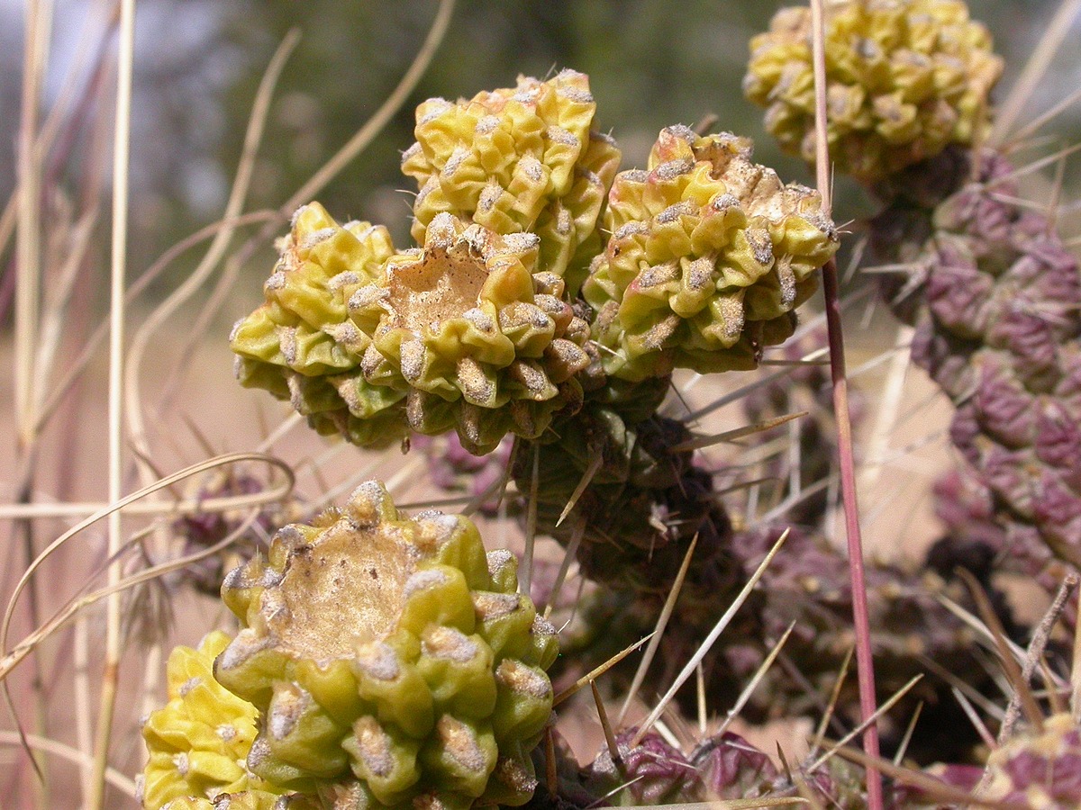Whipple Cholla | Natural Atlas