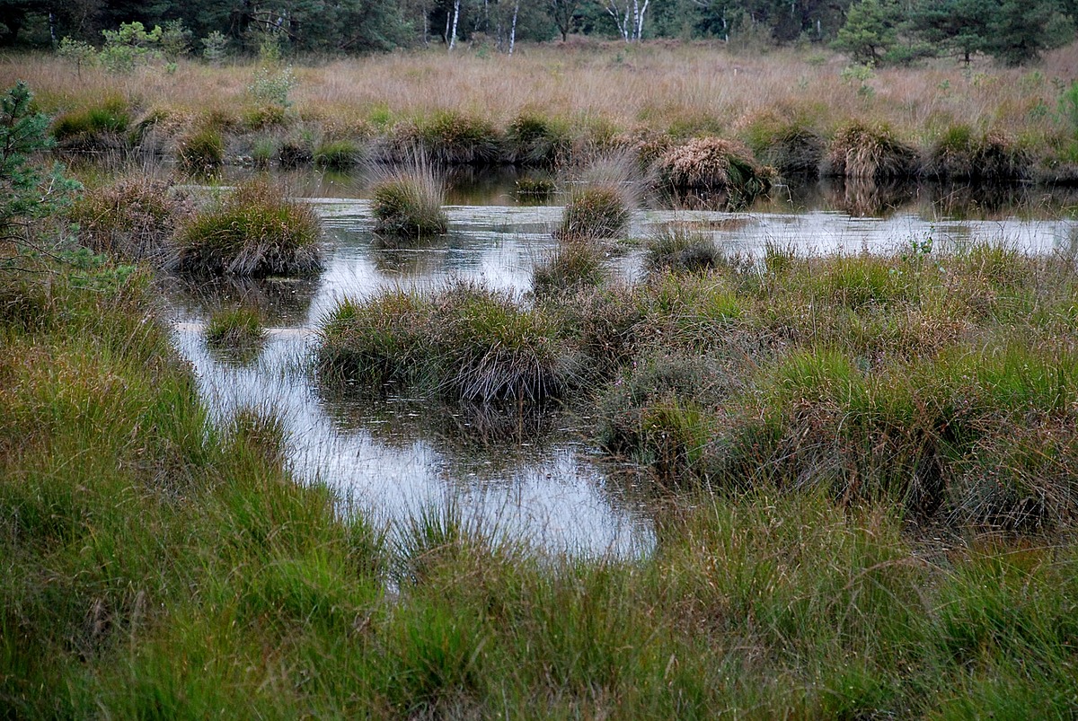 Marshes | Natural Atlas
