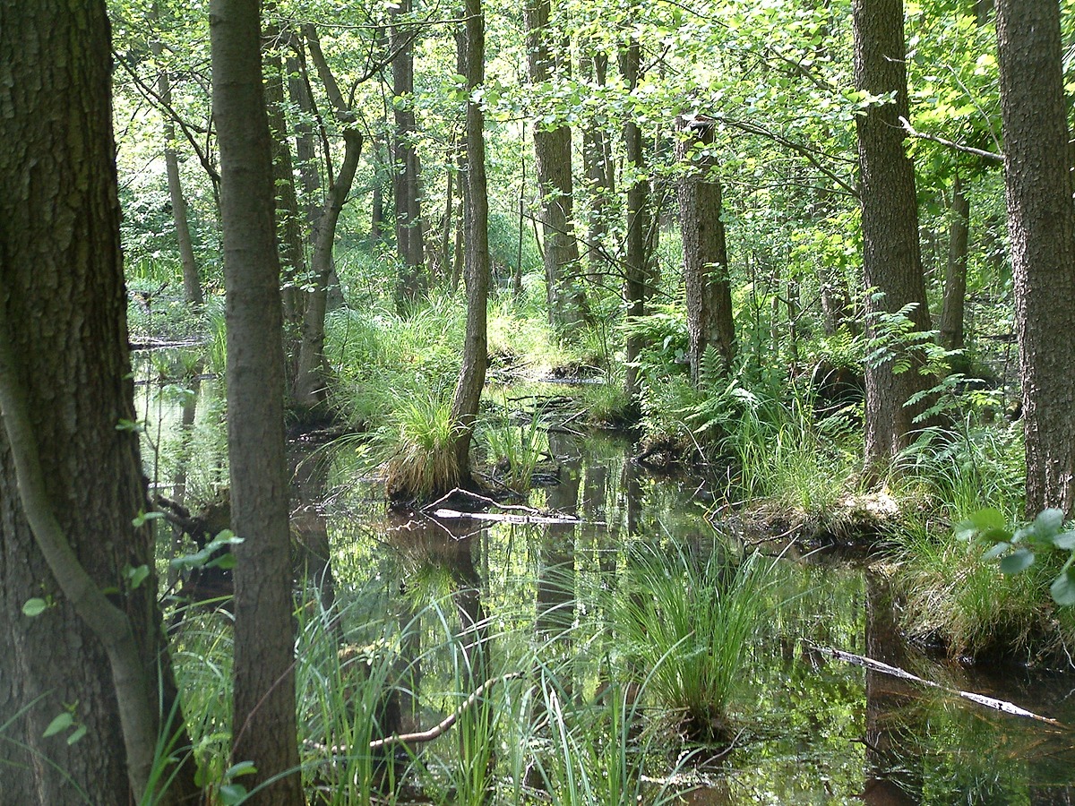 Swamps | Natural Atlas