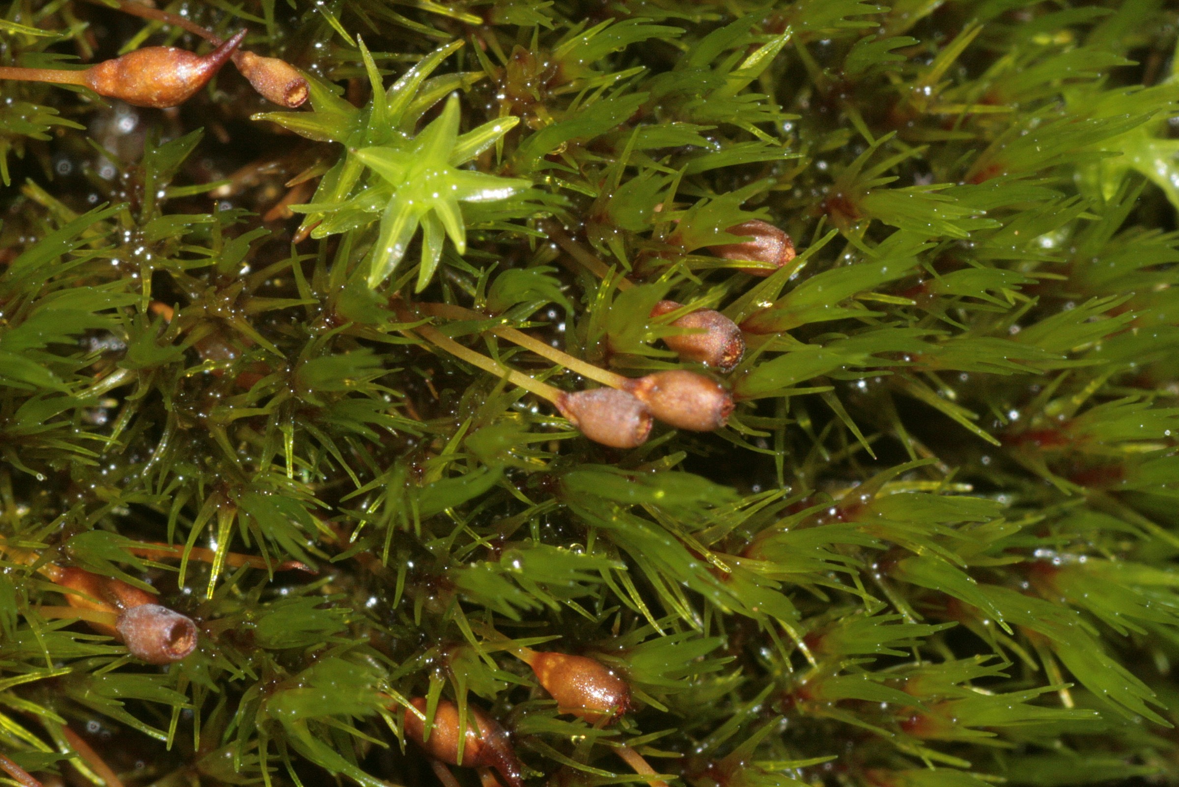 Blindia Mosses | Natural Atlas