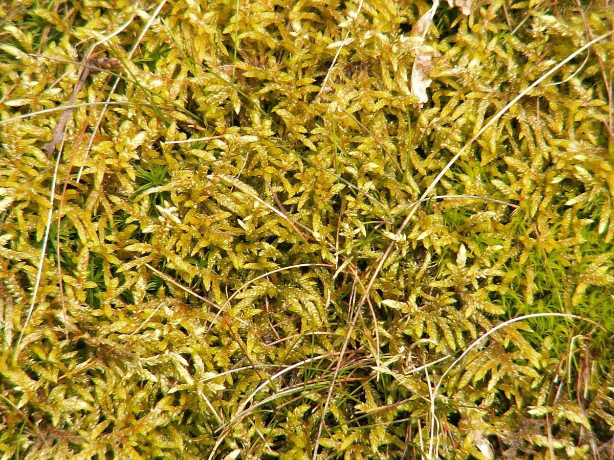 Schreber’s Big Red Stem Moss | Natural Atlas