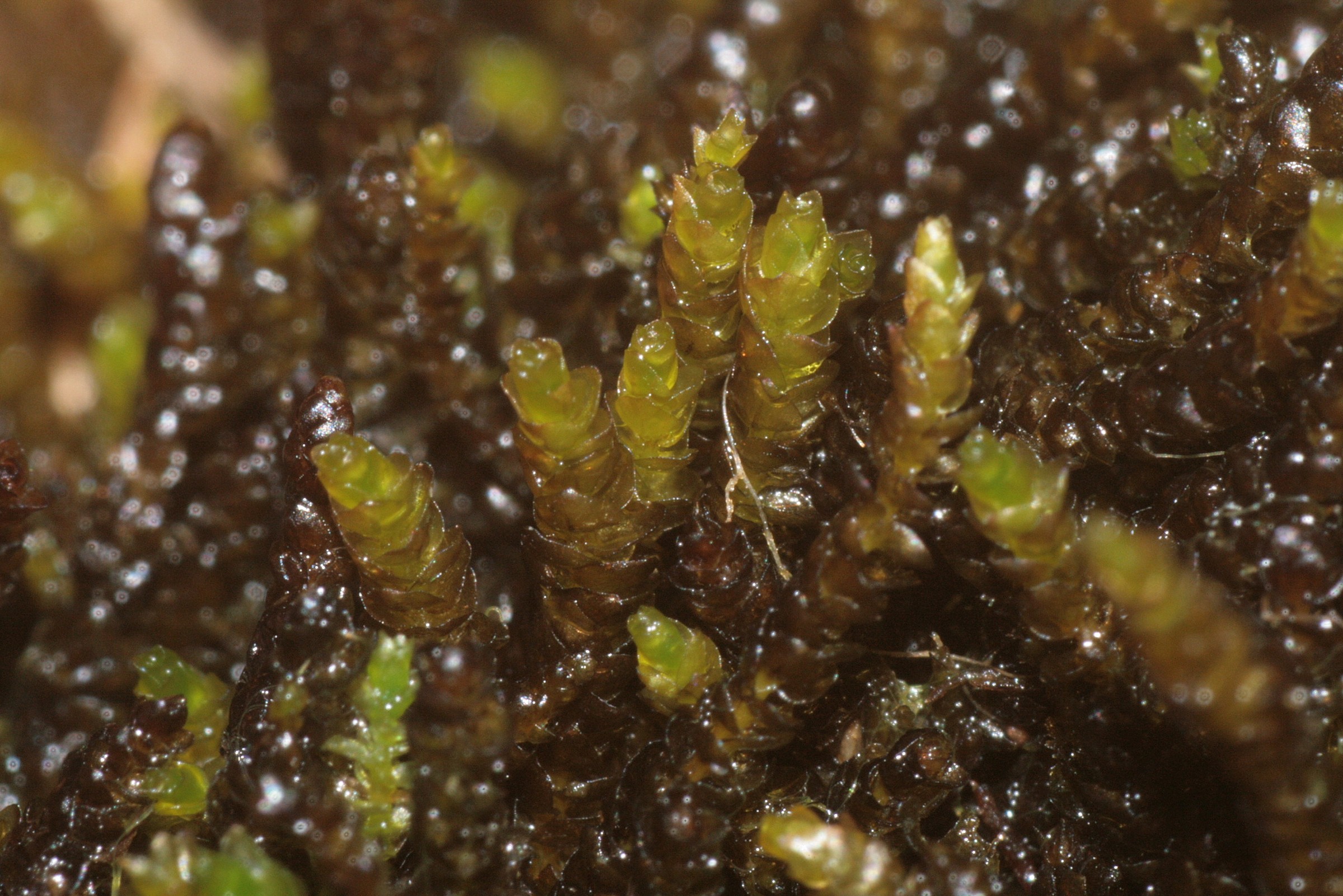 Smith’s Hygrohypnum Moss | Natural Atlas