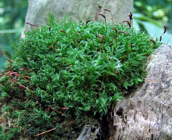 Undulate Atrichum Moss | Natural Atlas