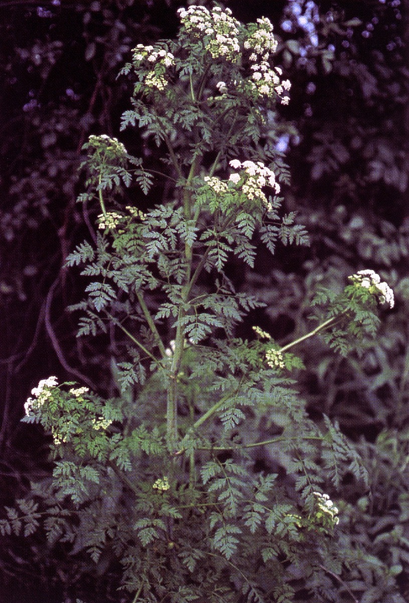 Poison Hemlocks | Natural Atlas