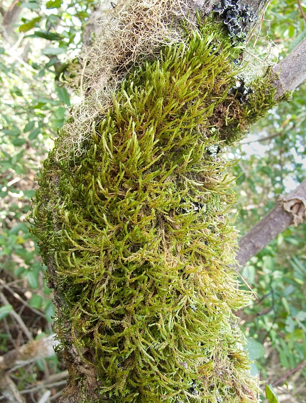 California Alsia Moss | Natural Atlas