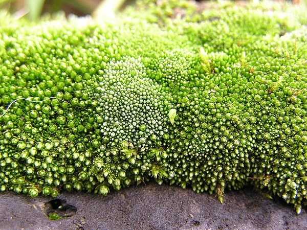 Silvergreen Bryum Moss | Natural Atlas