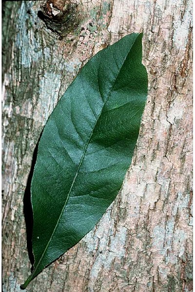 Buckthorn Bully | Natural Atlas